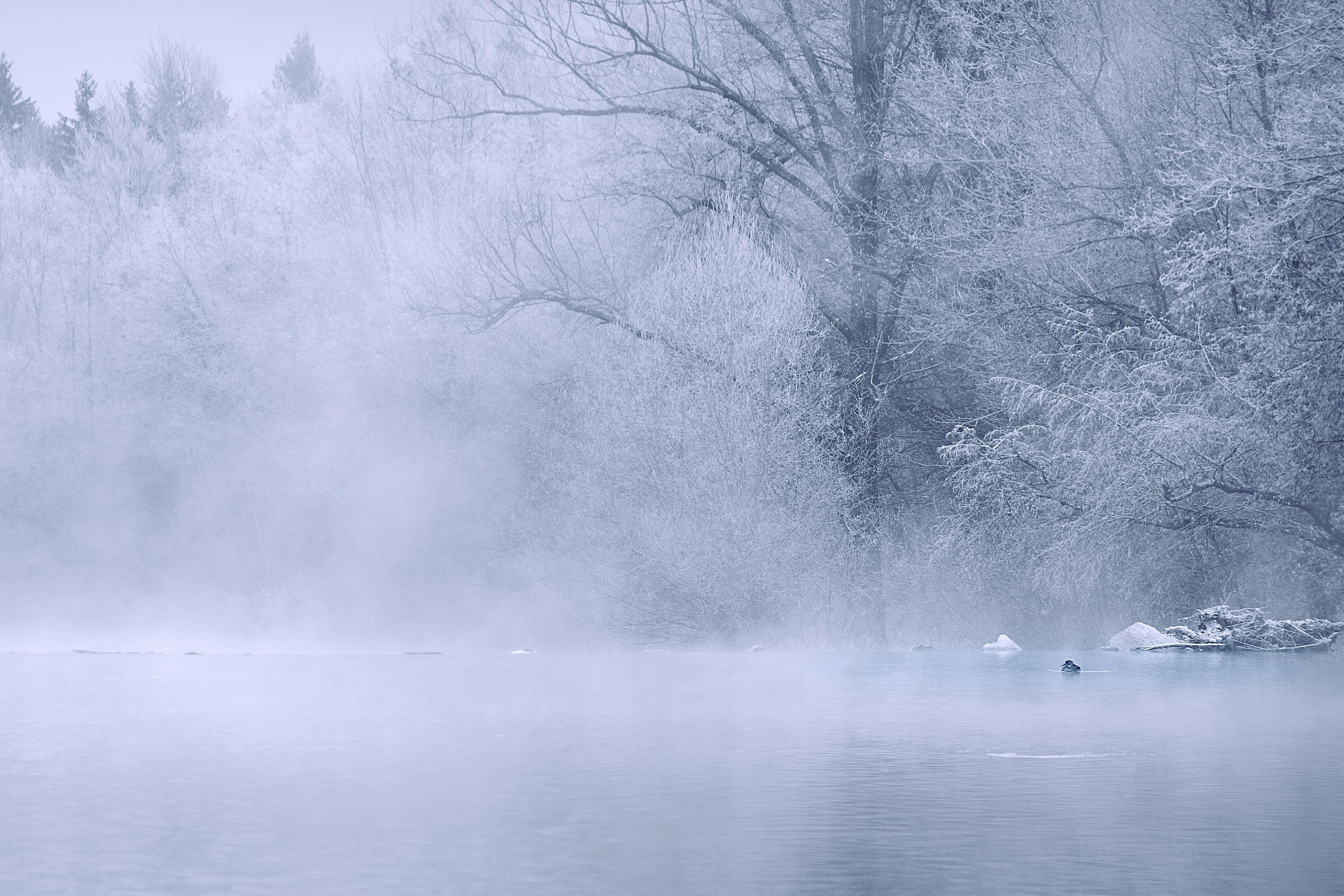 Free stock photo of cold, fog, hoarfrost