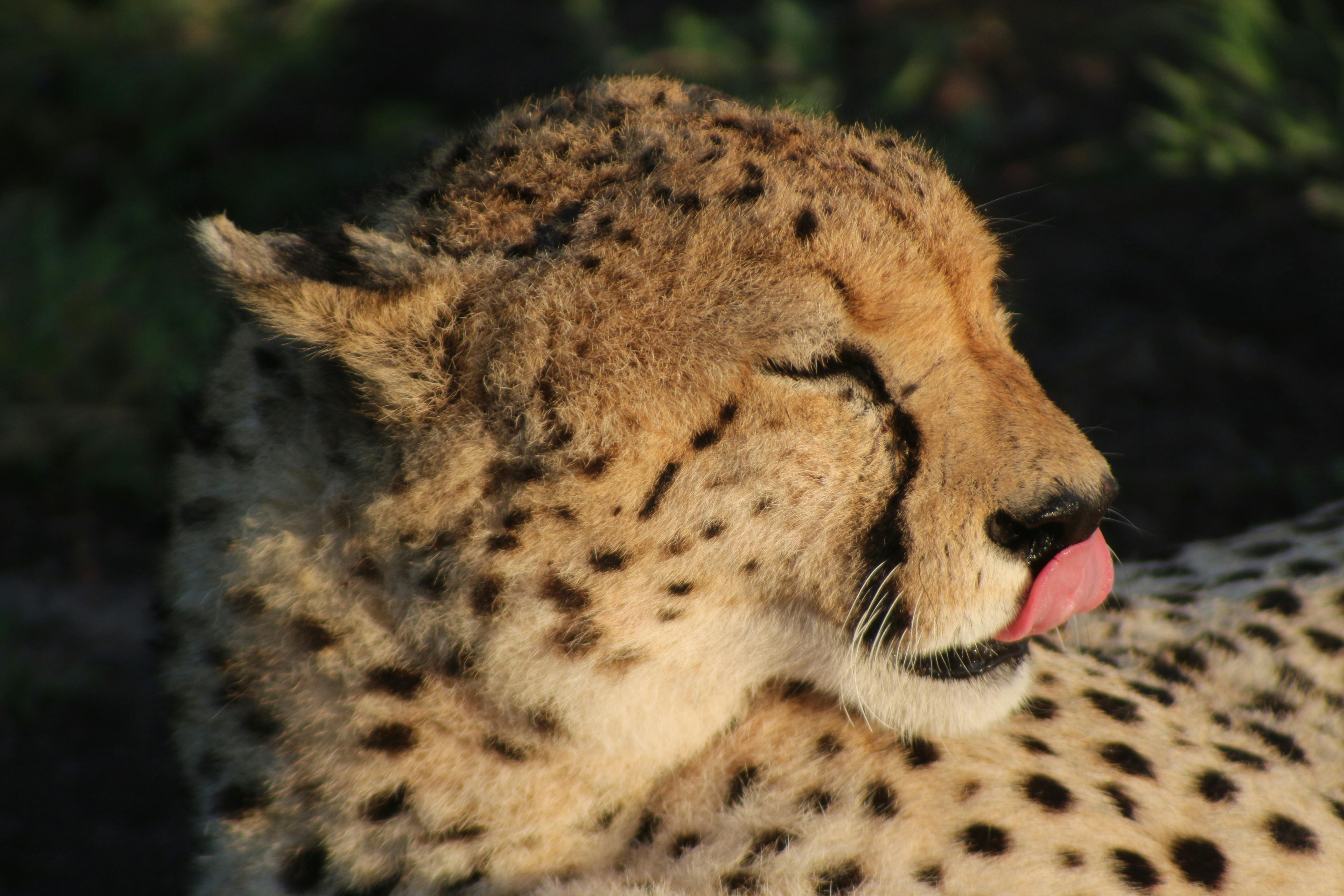 Cheetah Pattern Photos, Download The BEST Free Cheetah Pattern Stock ...