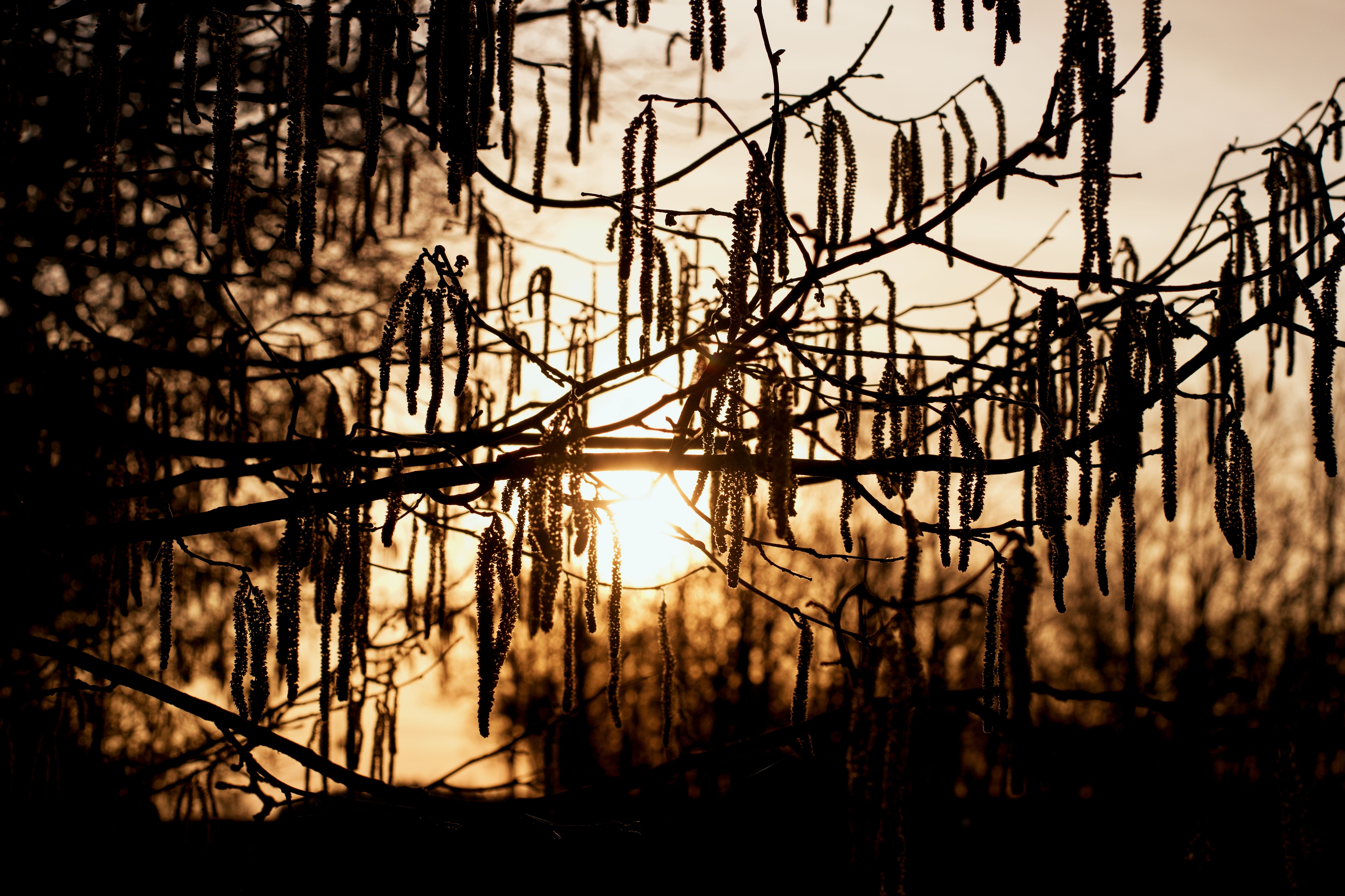 Tree Silhouette Photos, Download The BEST Free Tree Silhouette Stock ...