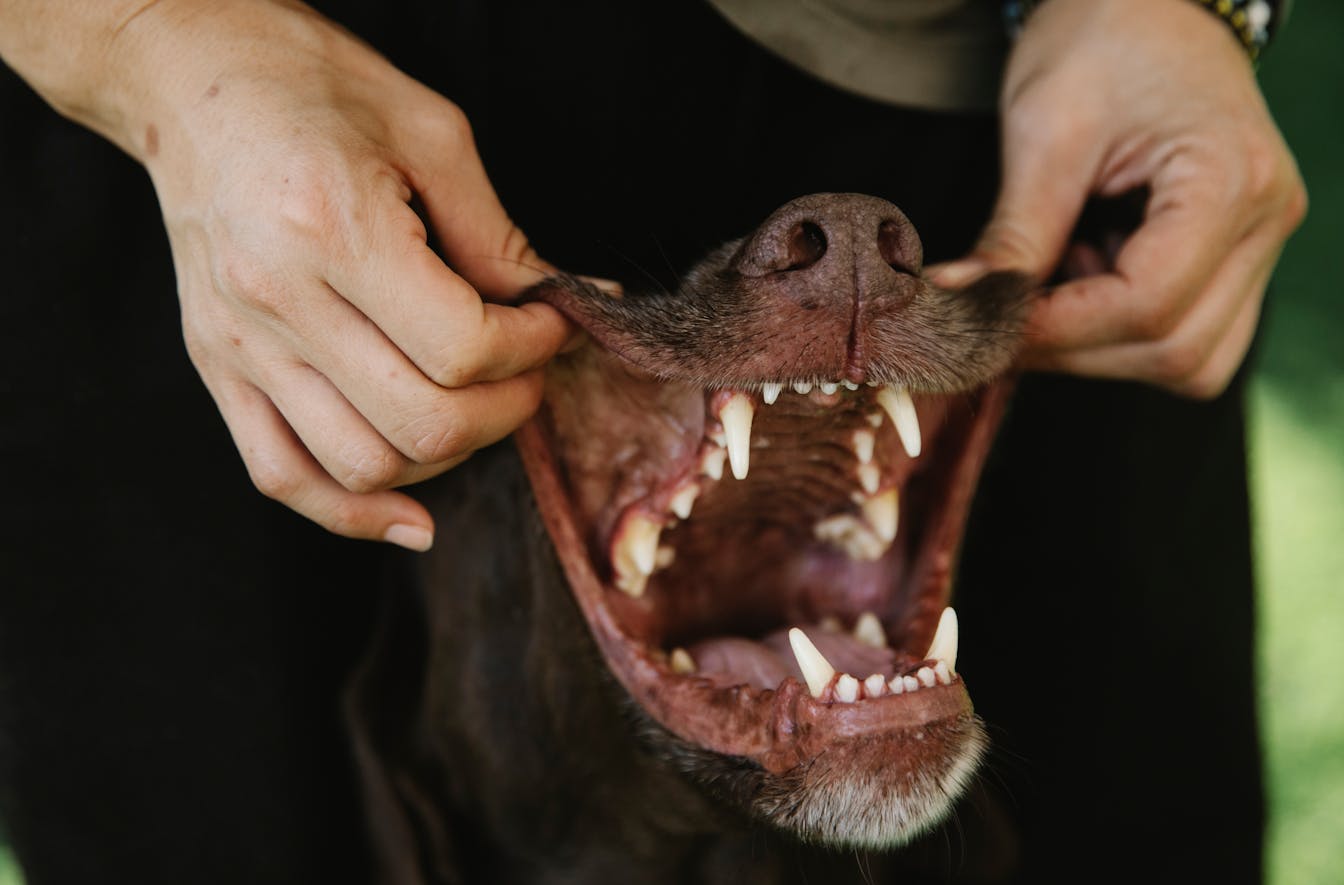 Decoding Dog Teeth Names: A Guide to Canine Dental Anatomy