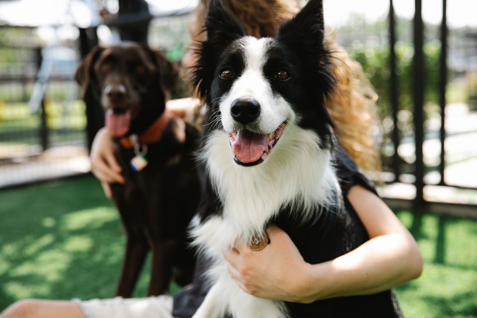 Border Collie Speed: How Fast Can Border Collies Run Daily