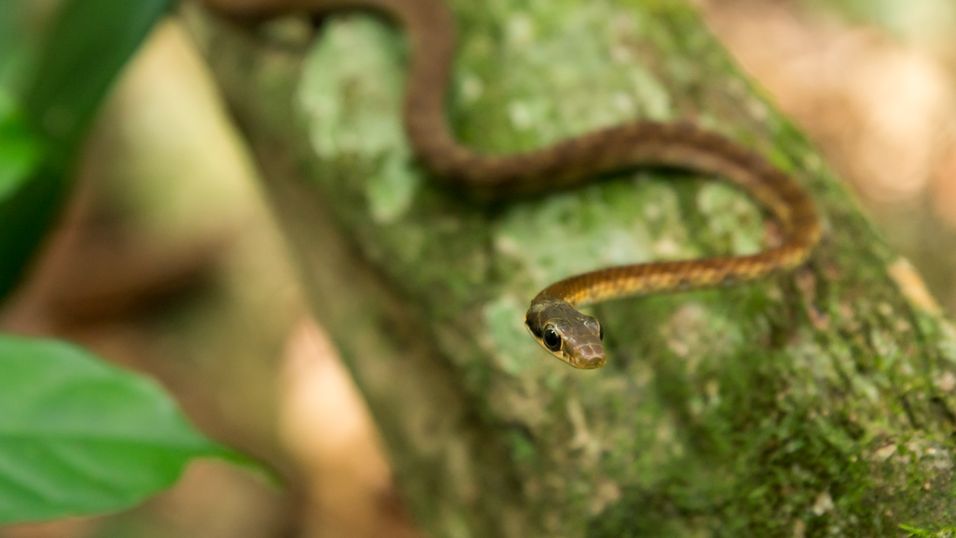 Snakes in Japan: Safe, Common, and Interesting Facts