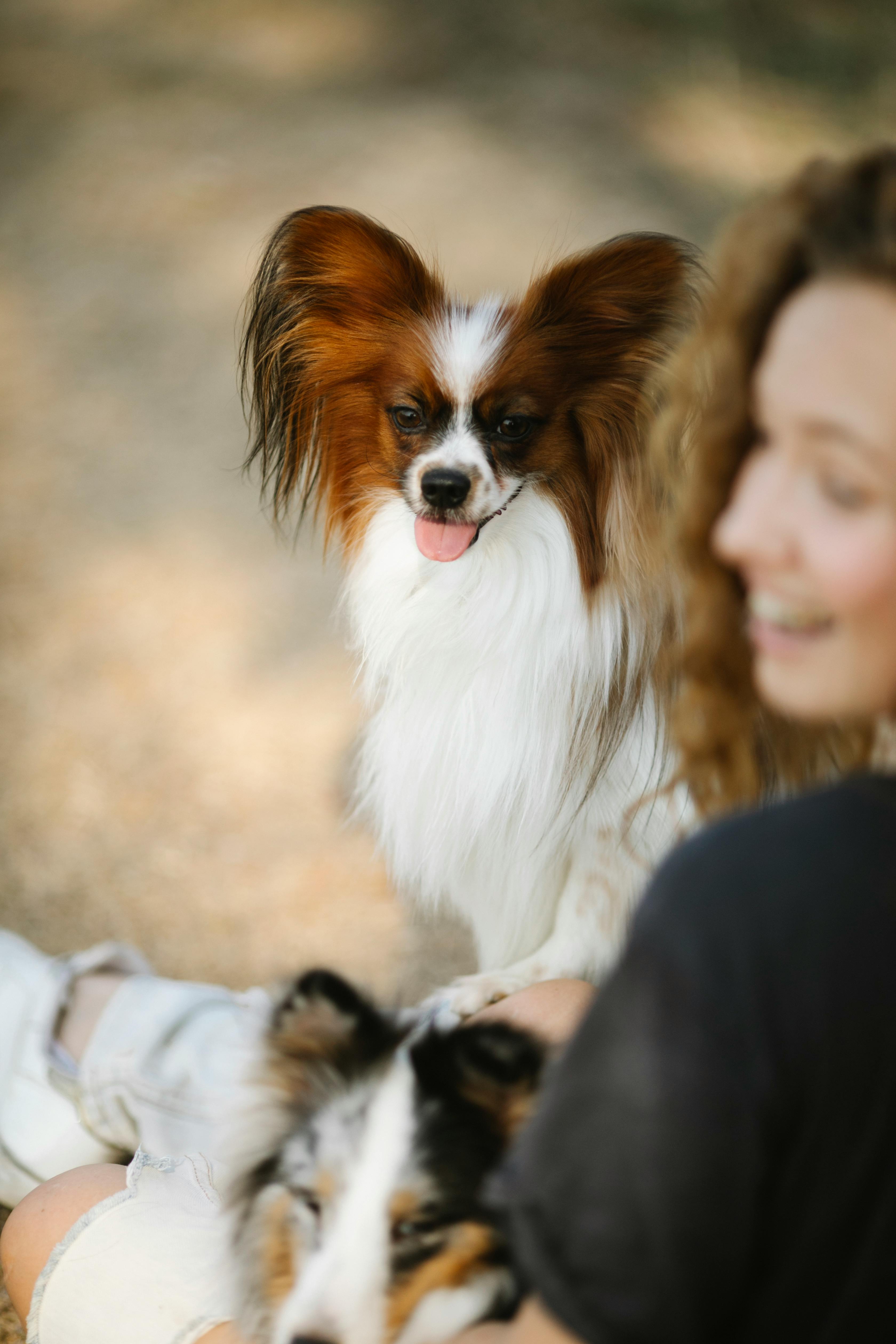 Papillon dog near owner with Shetland Sheepdog · Free Stock Photo