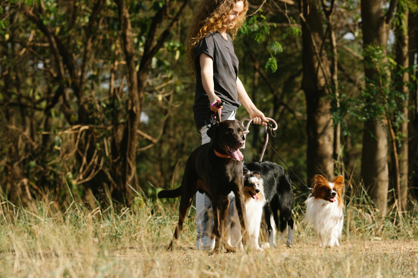 Dogs in Chinese Mythology: Canine Symbols in Eastern Culture