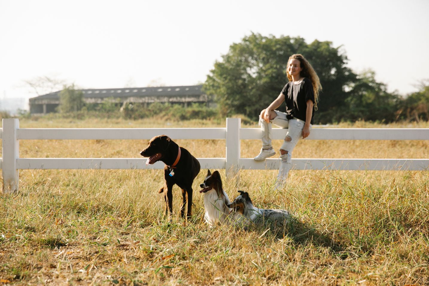 Tibial-Plateau-Leveling Osteotomy: A Guide for Dog Owners