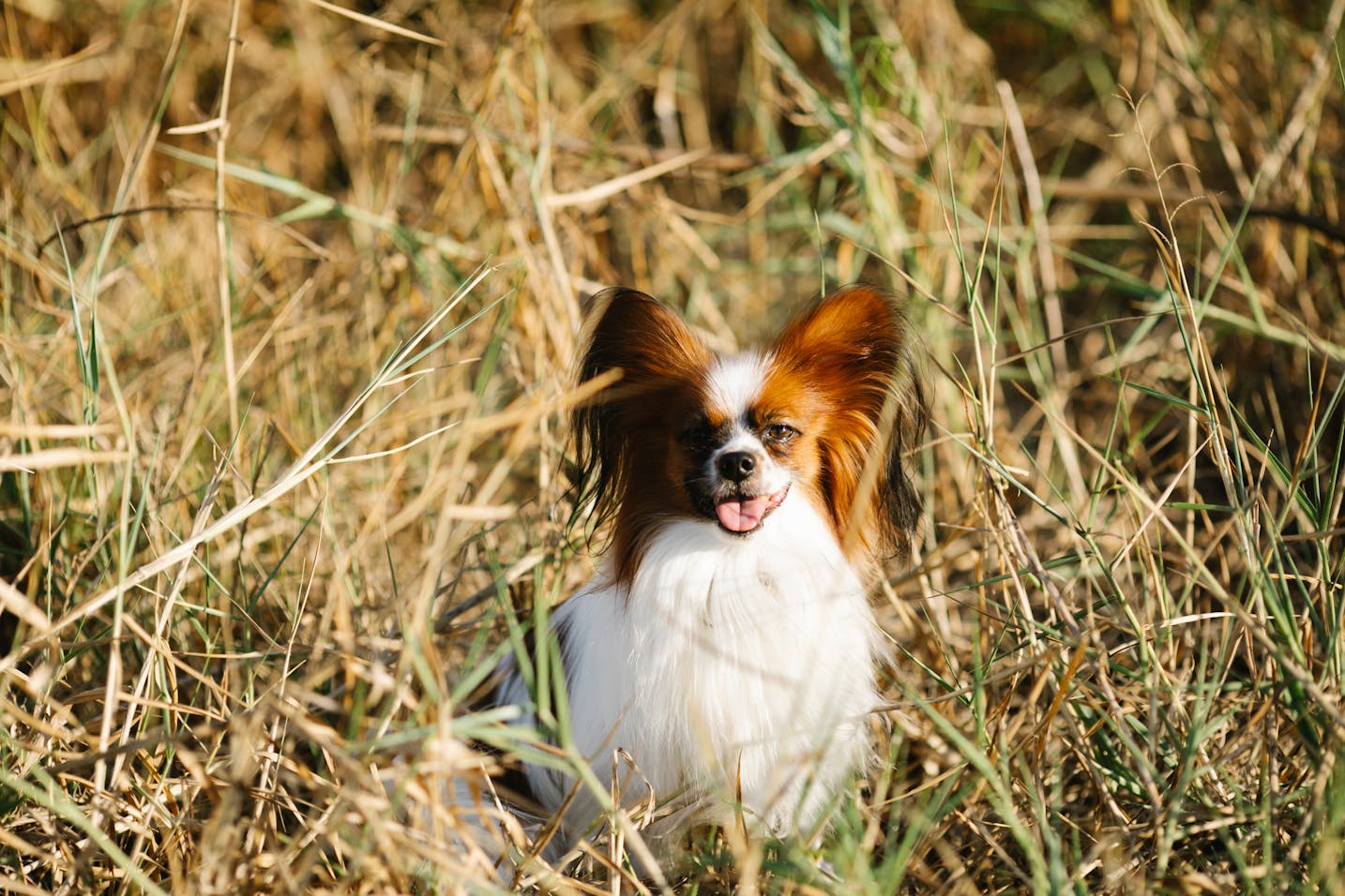 Papillon Dog Colors: Varieties, Genetics, and Breeding
