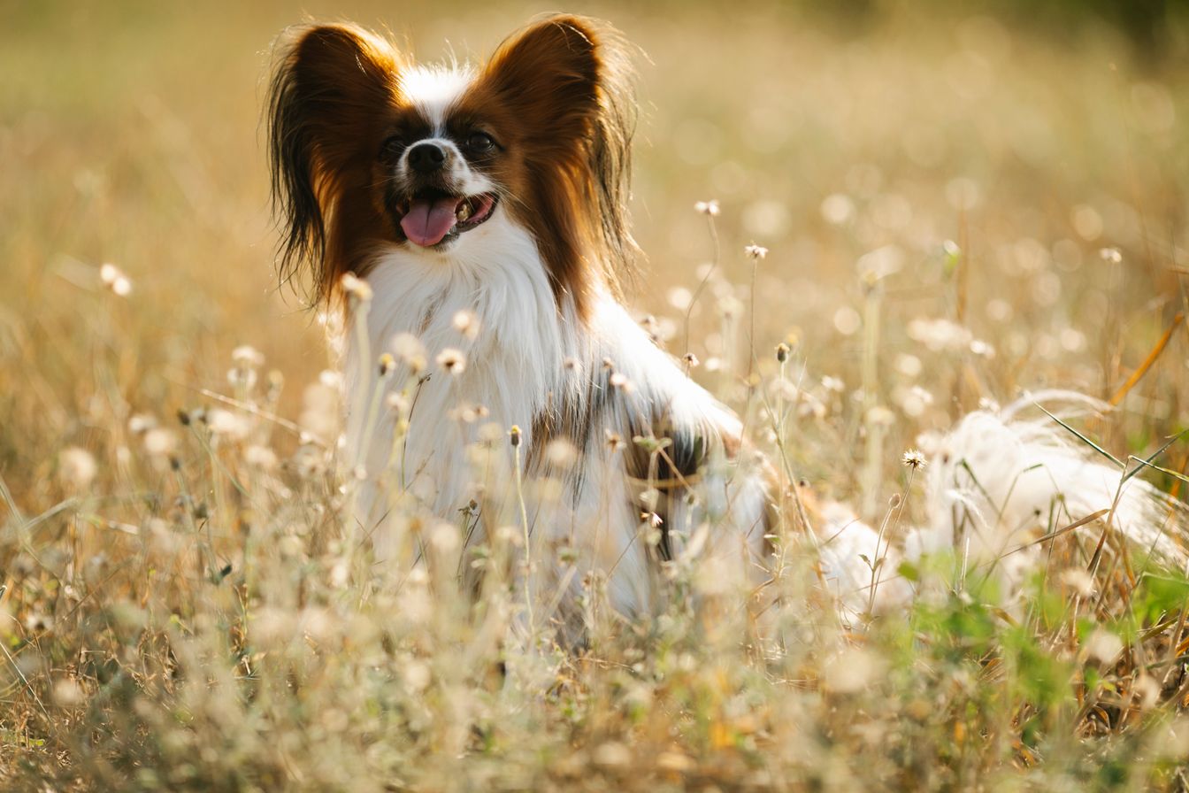 Ruby Cavalier King Charles Spaniel: Perfect Companion Guide