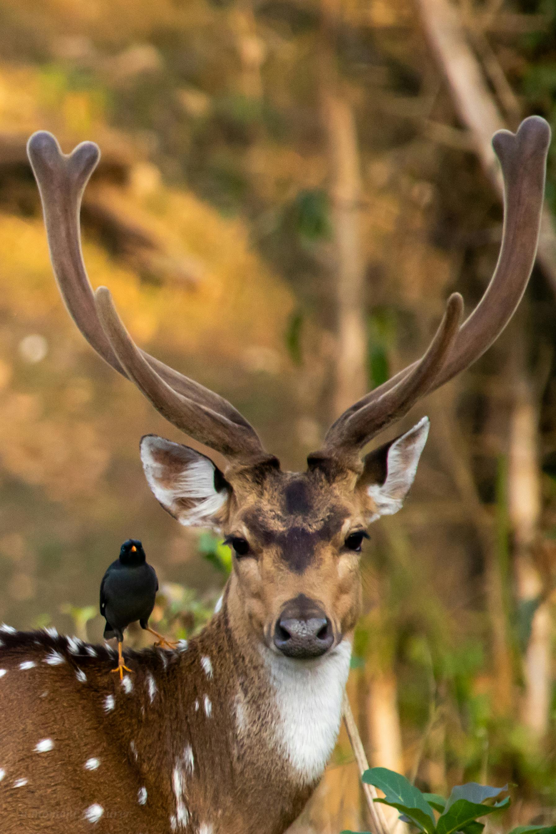 Buck Bird Photos, Download The BEST Free Buck Bird Stock Photos & HD Images
