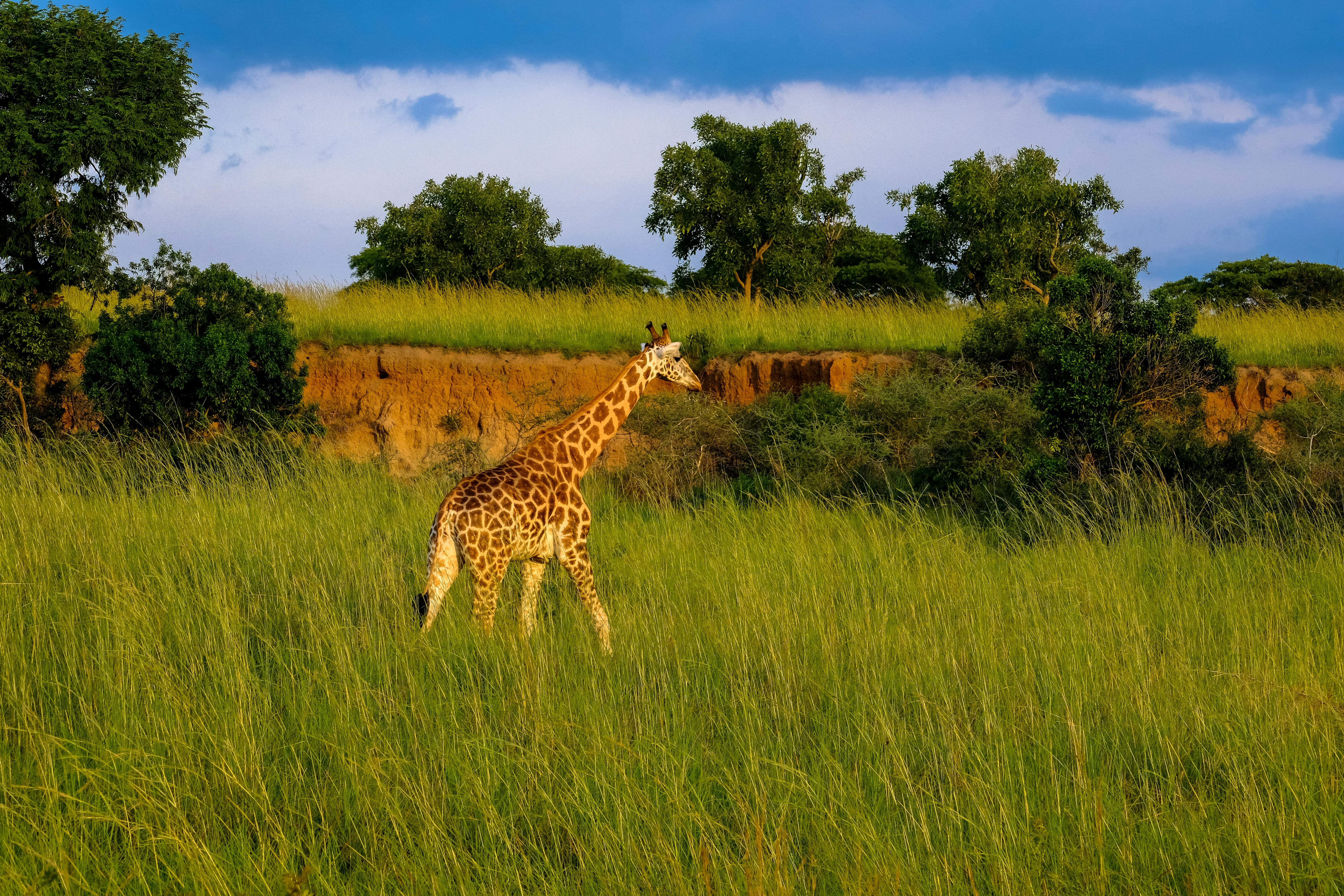 Giraffe on Green Grass Field · Free Stock Photo