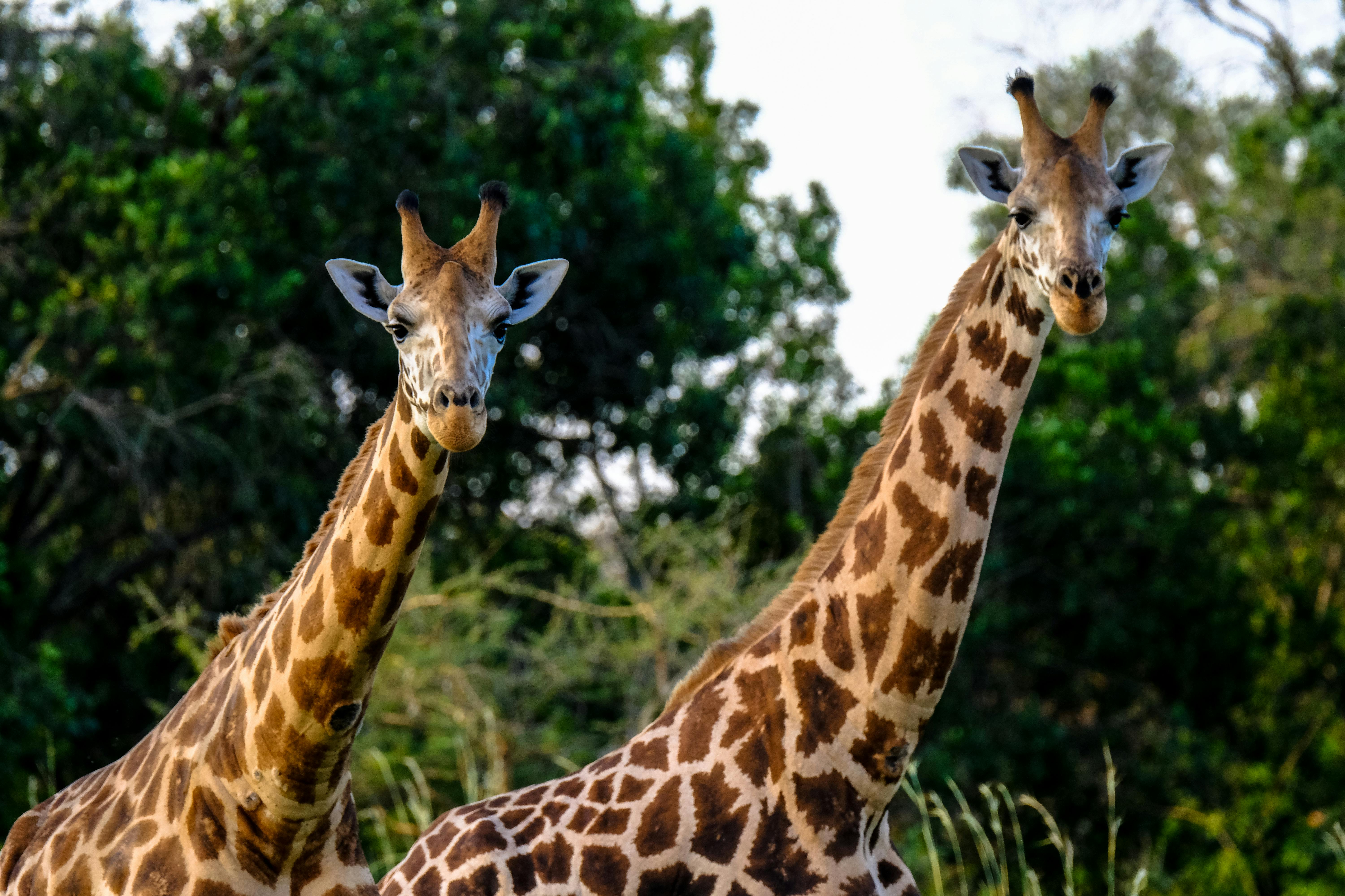 Close-up Photography Of Giraffe · Free Stock Photo