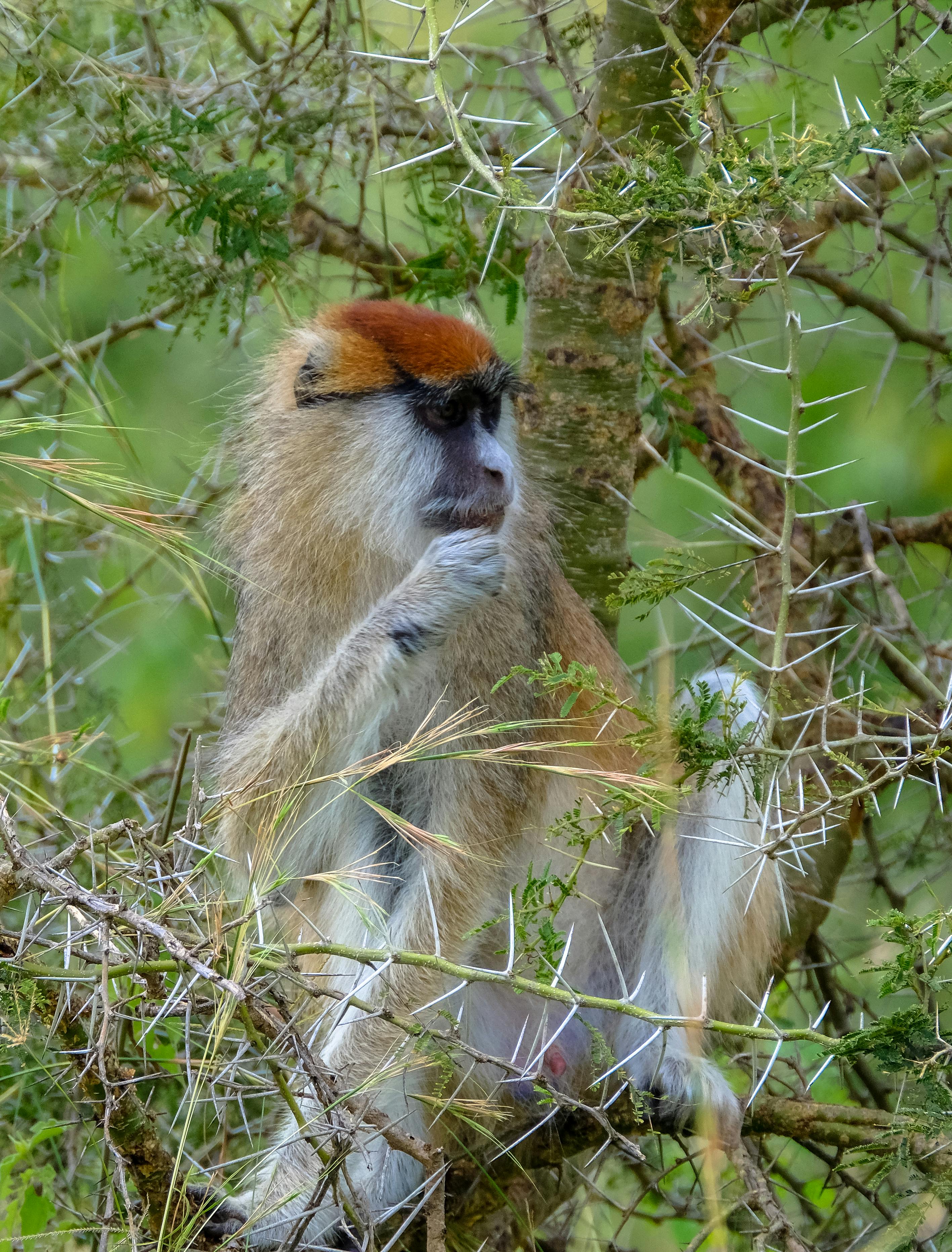 Monkey on tree with thorns in nature · Free Stock Photo