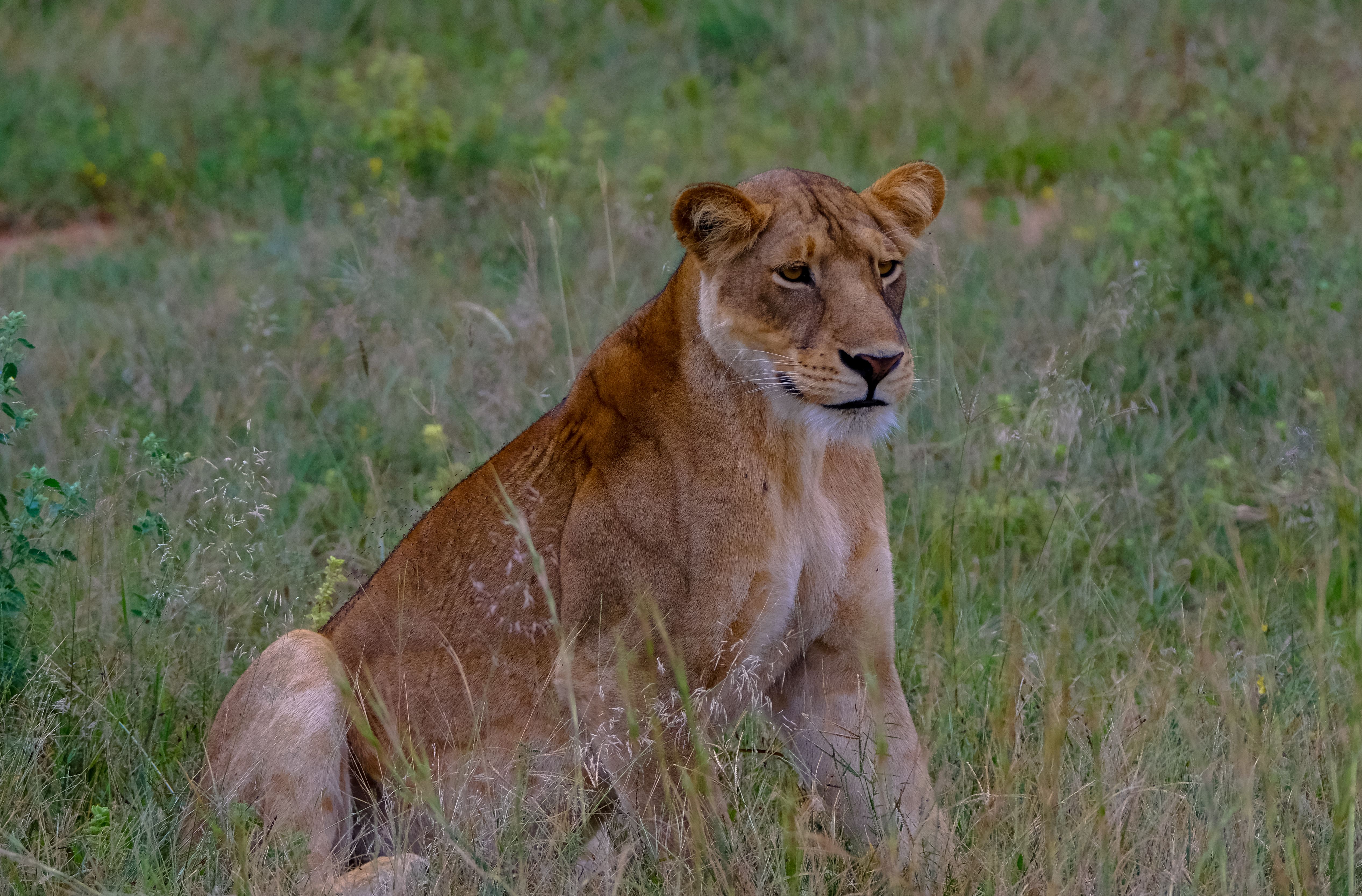 Lioness on grassy field in savanna · Free Stock Photo