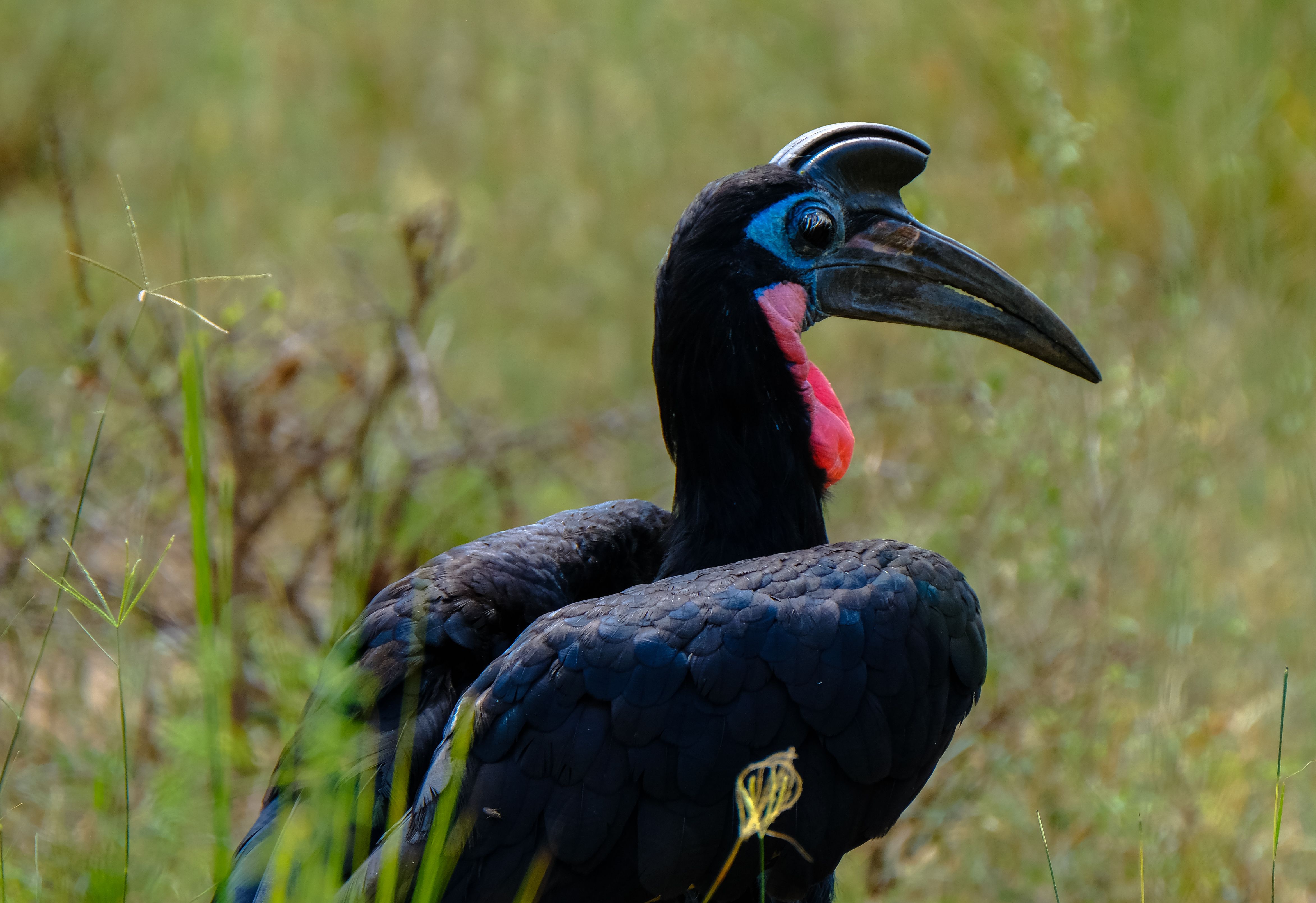 Black bird with long beak on grassy field in nature · Free Stock Photo