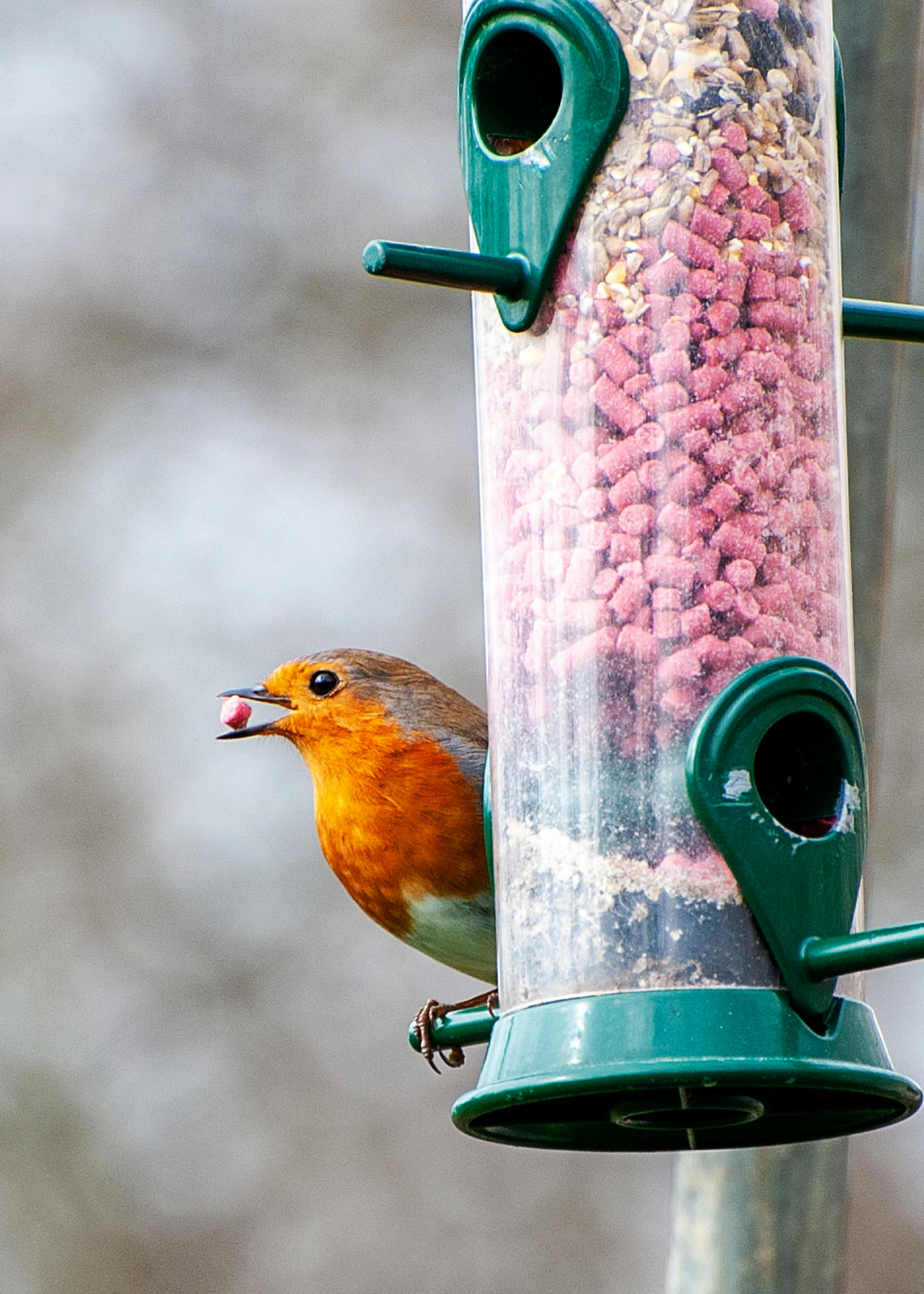 Bird Food Photos, Download The BEST Free Bird Food Stock Photos & HD Images