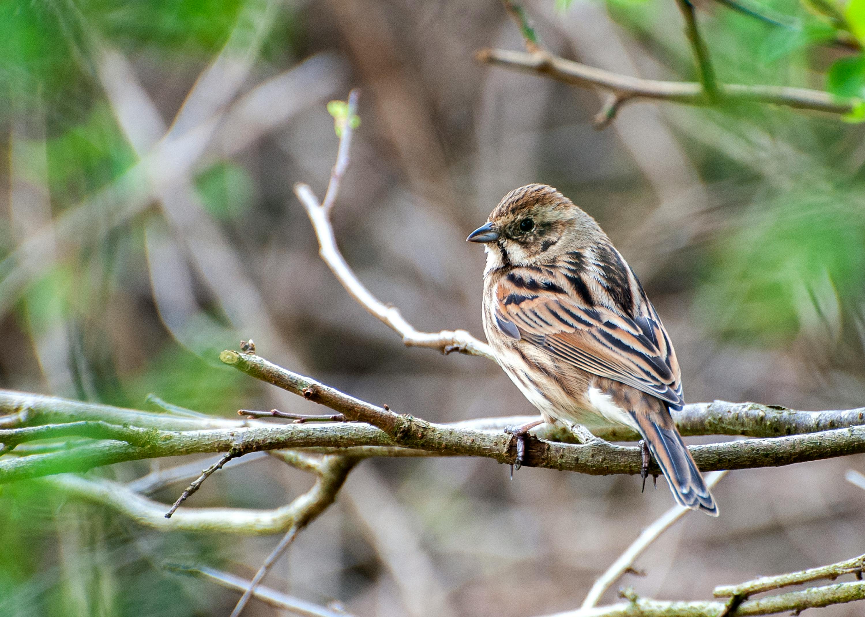 Photo of Bird on Mossy Rock · Free Stock Photo