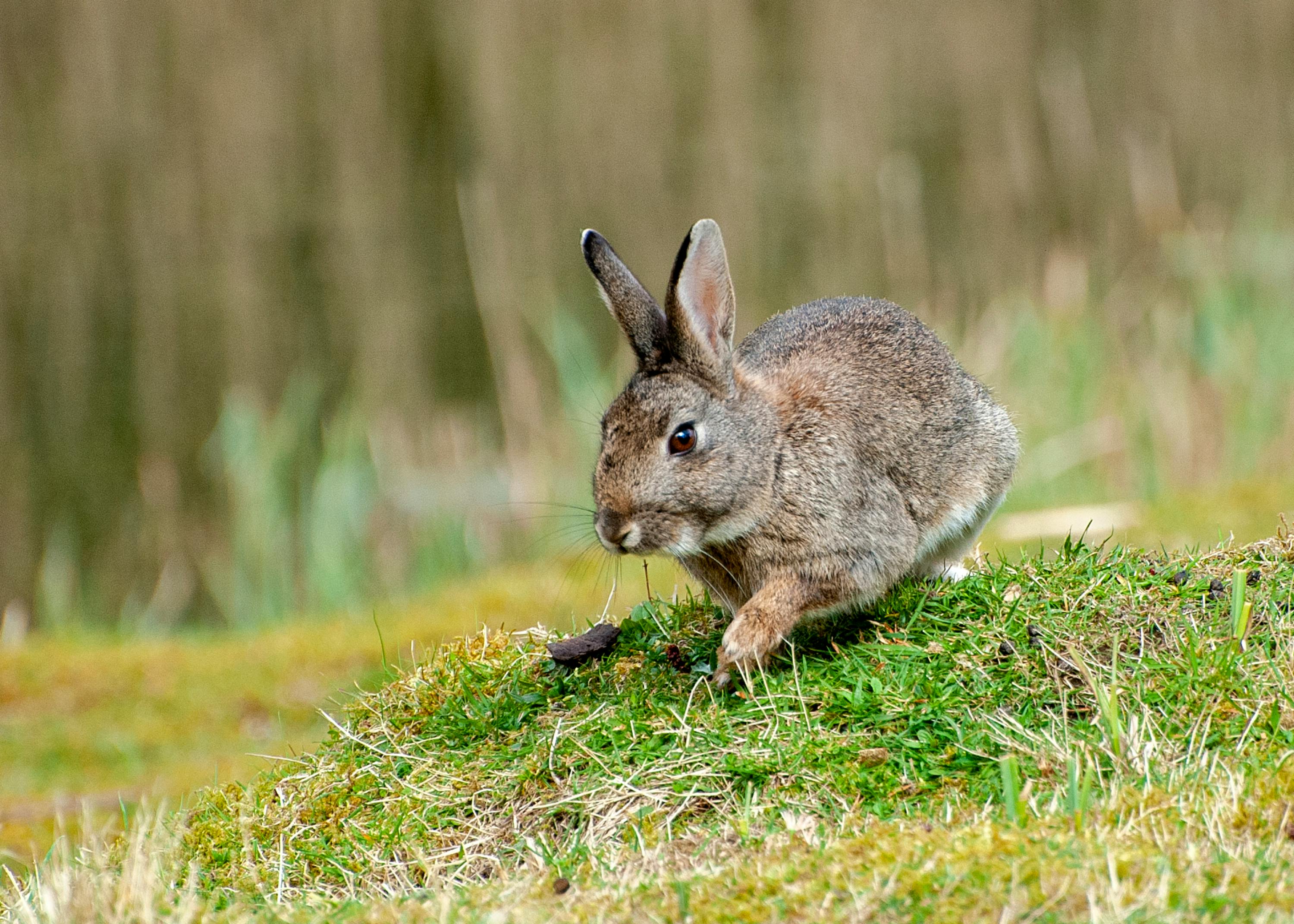 Beige Rabbit Resting on Green Grasses during Daytime · Free Stock Photo