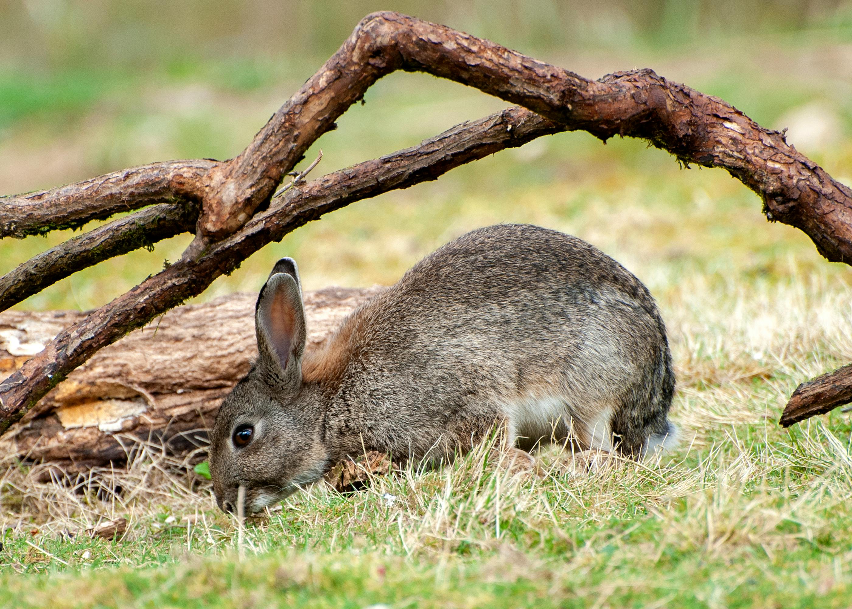 Close-Up Shot of a Rabbit on a Grassy Field under a Wood · Free Stock Photo