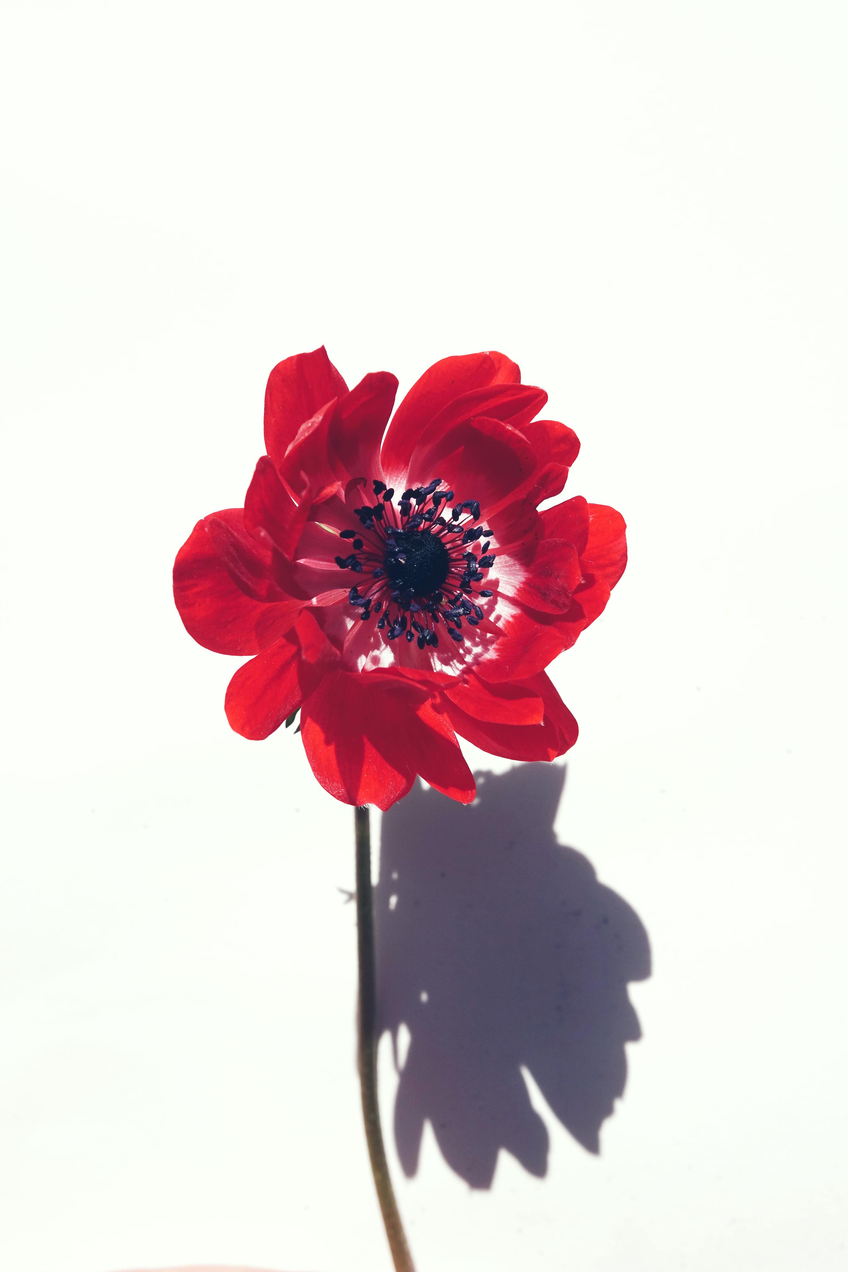 Photo of Red Anemone Flower · Free Stock Photo