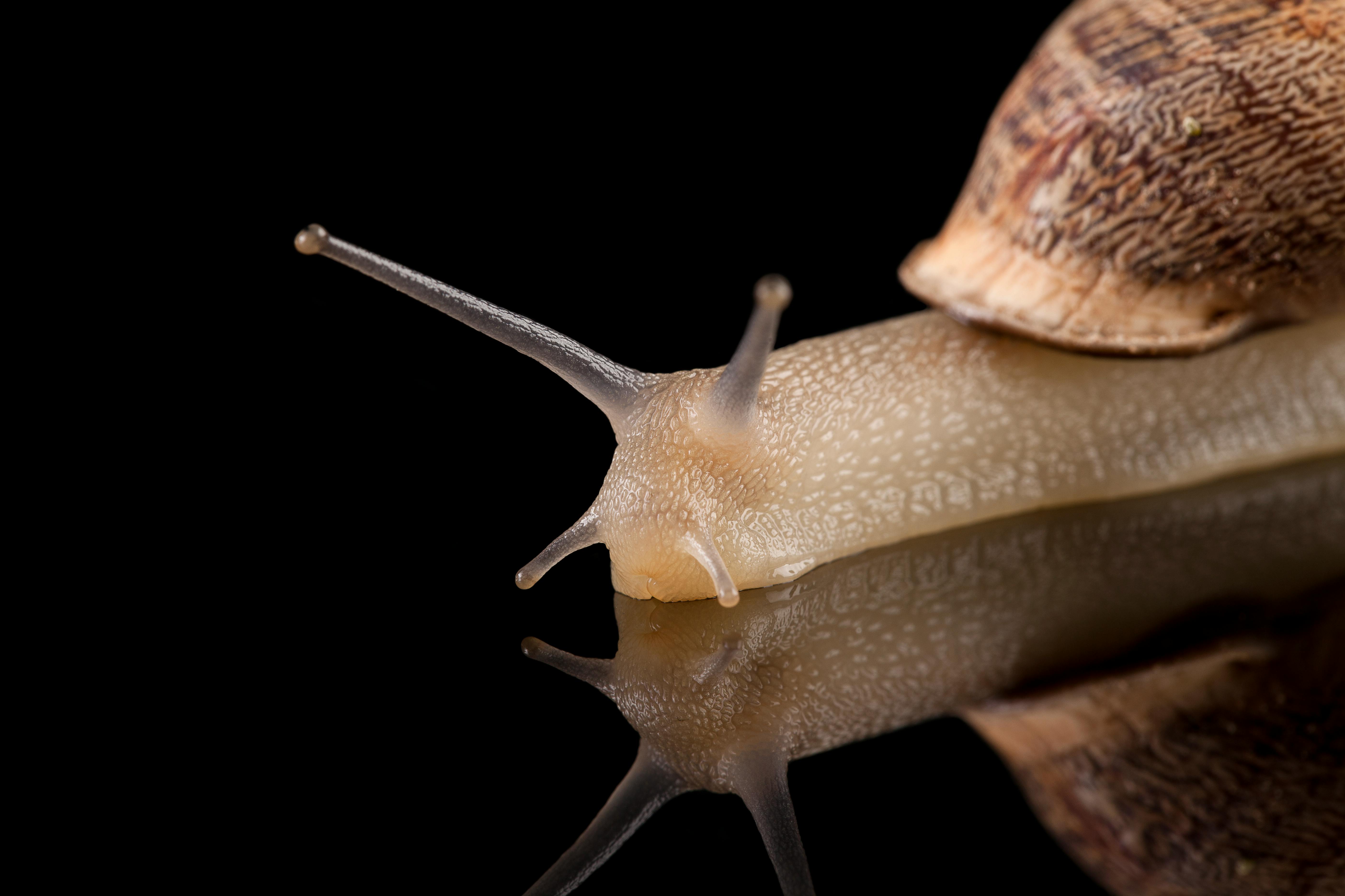 Brown and Gray Snail on Green Plant Branch · Free Stock Photo