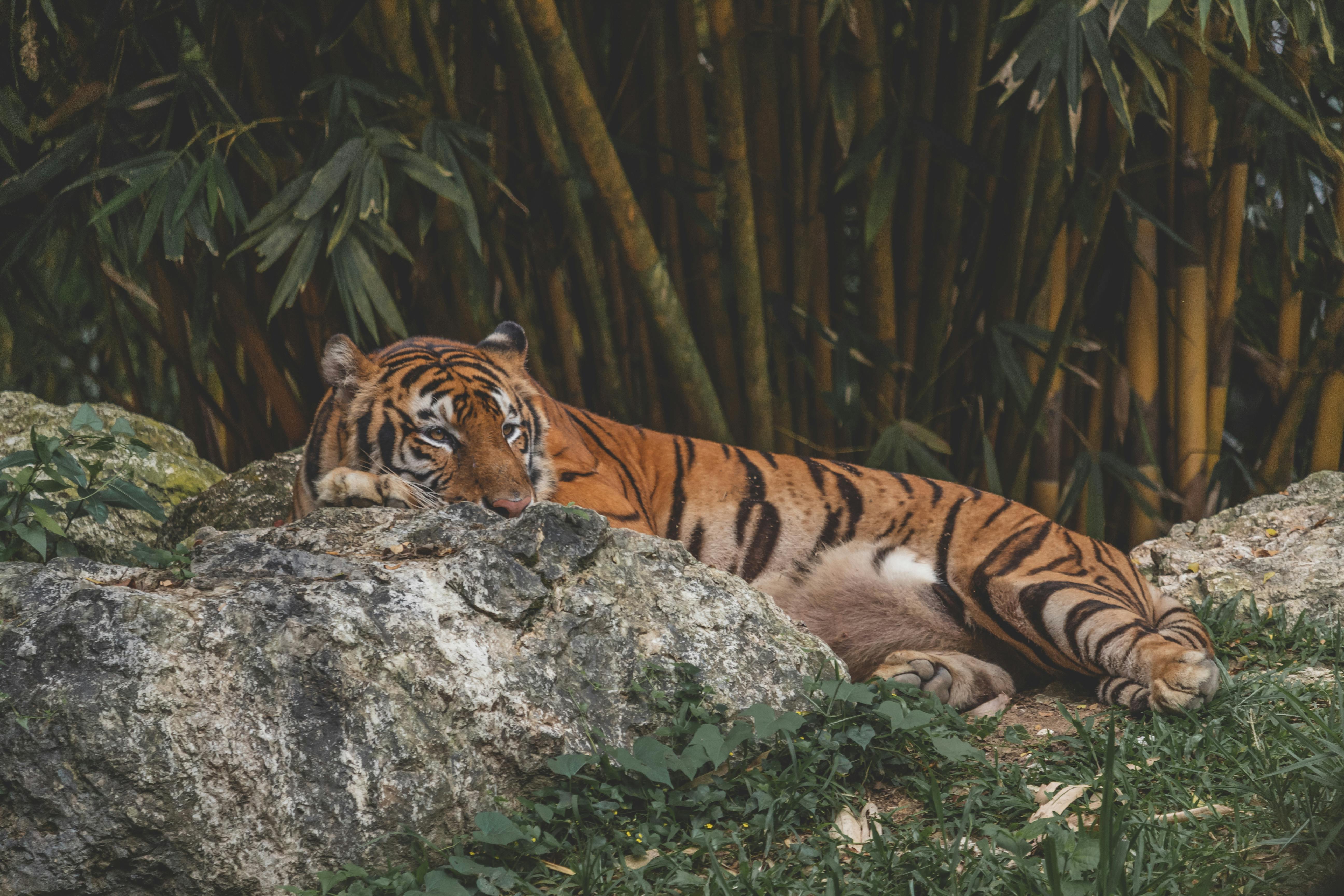 Tiger Near River at Daytime · Free Stock Photo