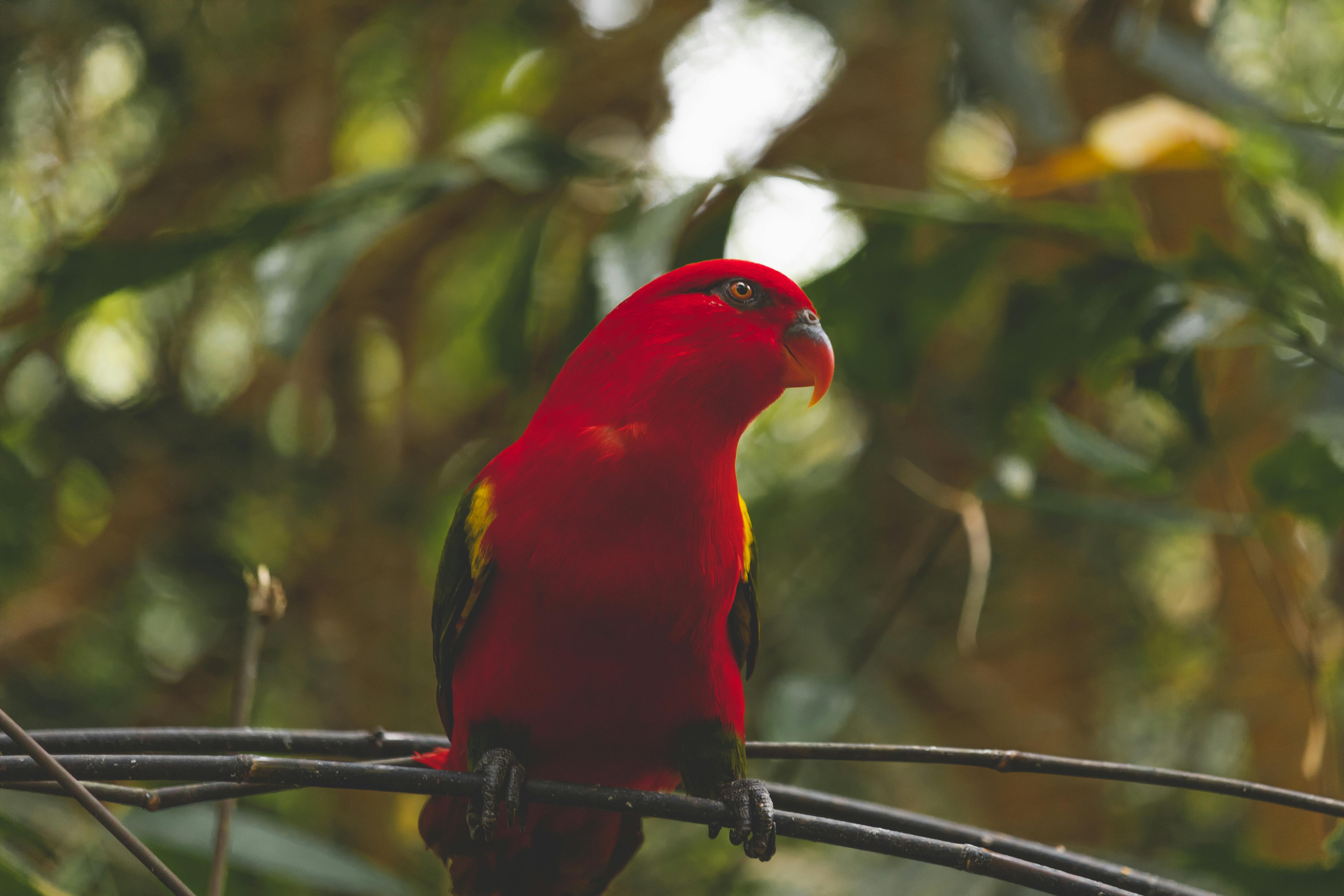 A Close-Up Shot of a Chattering Lory · Free Stock Photo