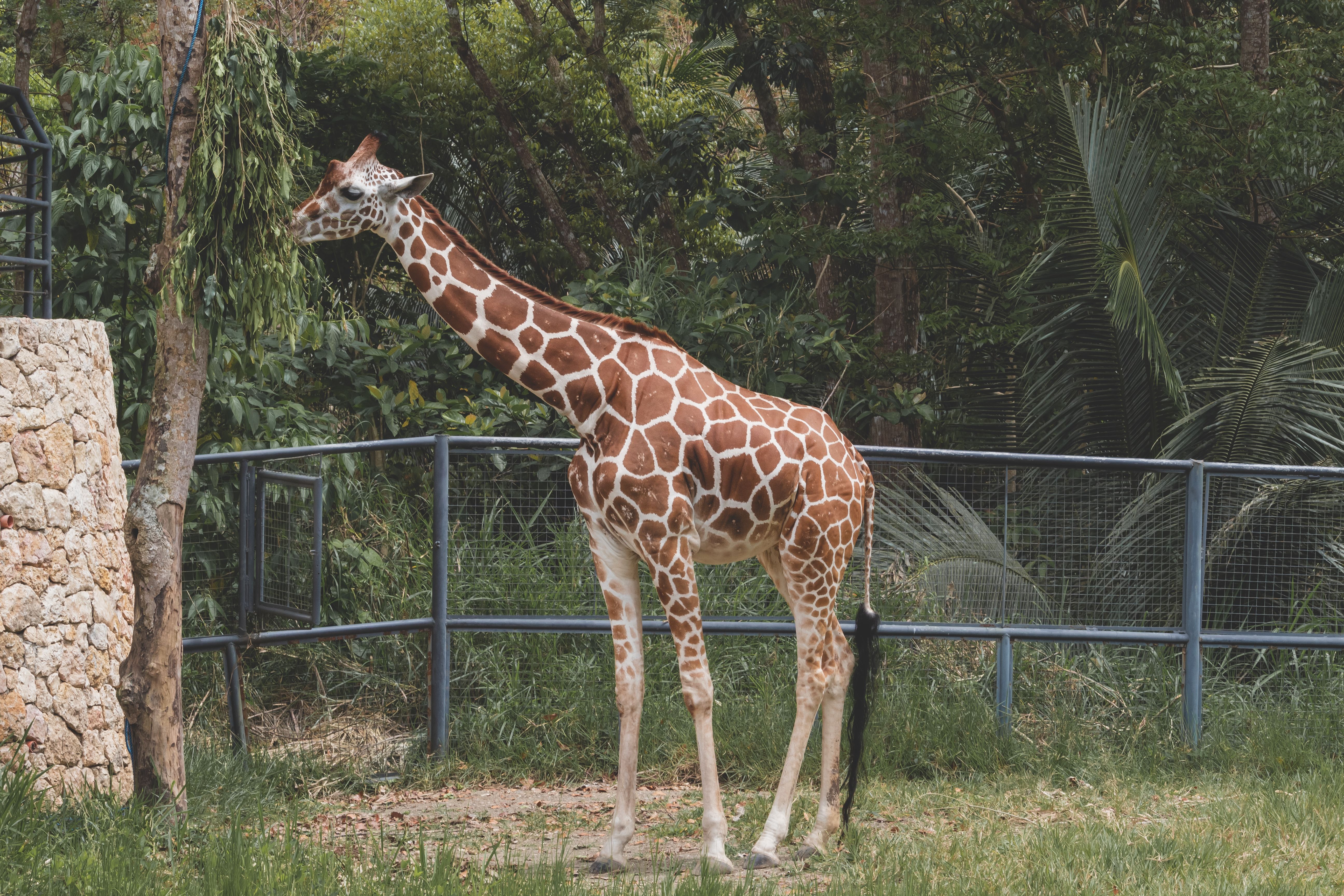 A Giraffe Standing on Green Grass Field · Free Stock Photo