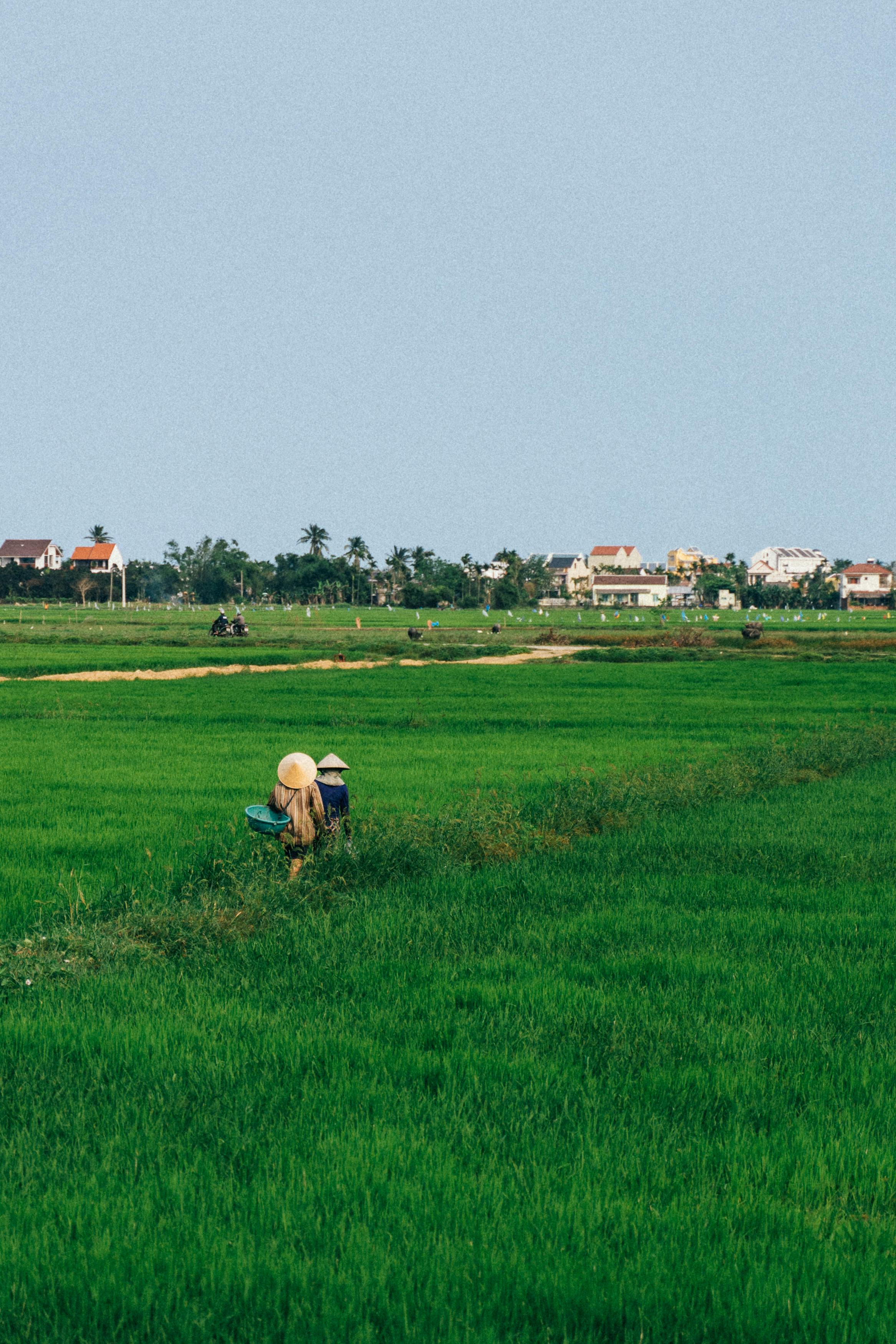 Woman in Jumper Walking on Rice field · Free Stock Photo