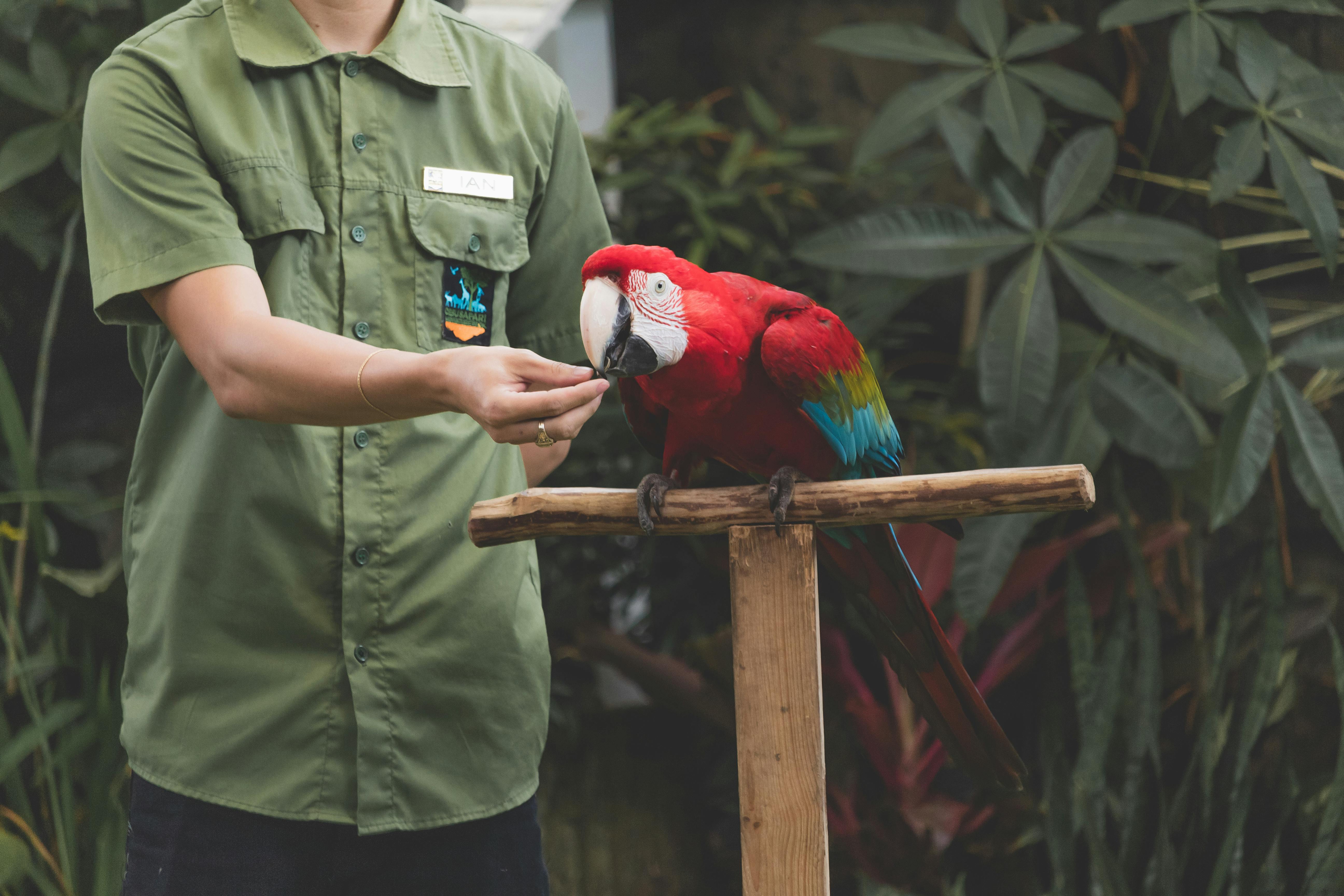 Red and Blue Parrot Perch on a Wooden Stick · Free Stock Photo