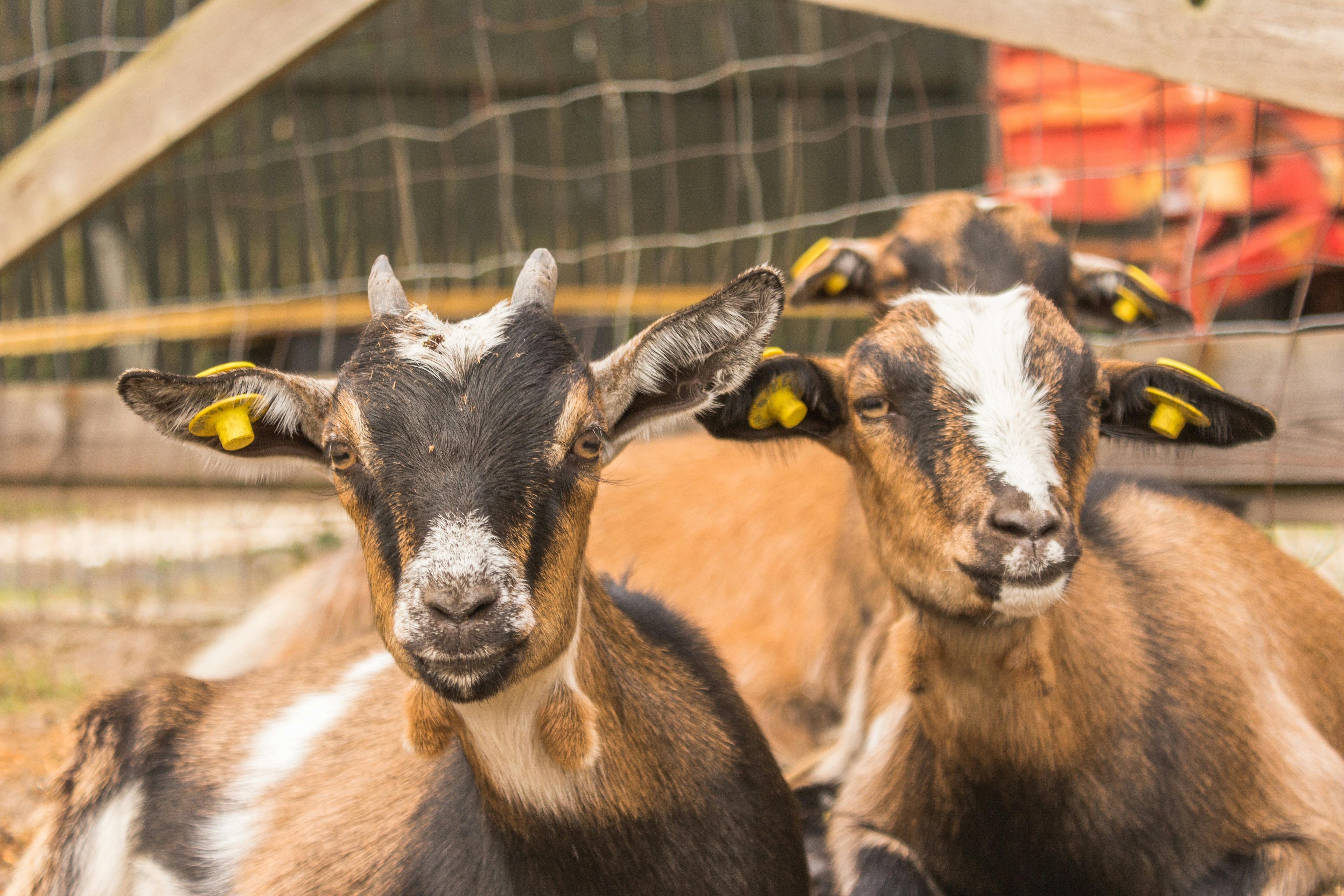 Close-Up Shot of Brown Goats · Free Stock Photo
