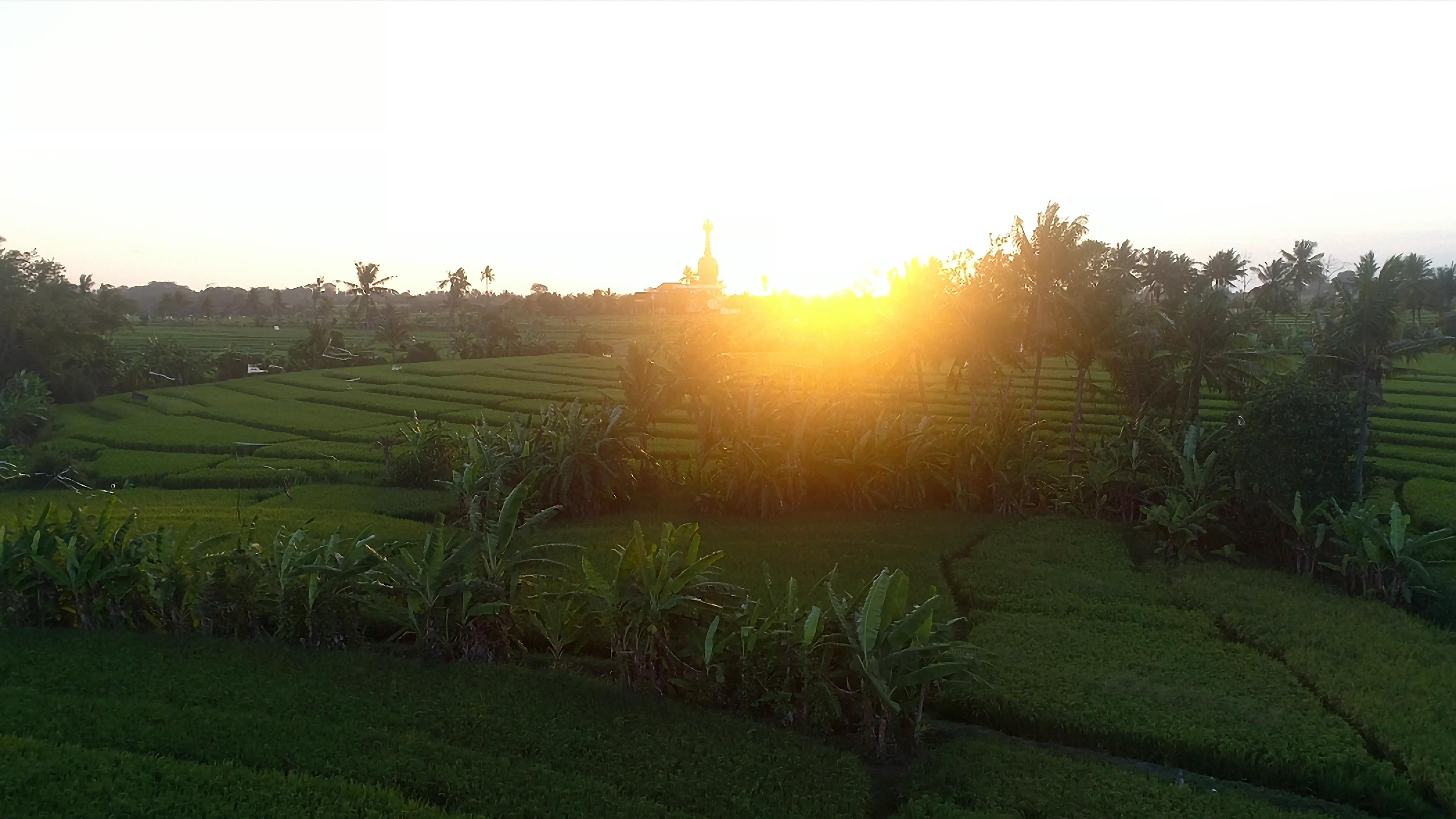 Batrane Asiatic Photos, Download The BEST Free Batrane Asiatic Stock ...