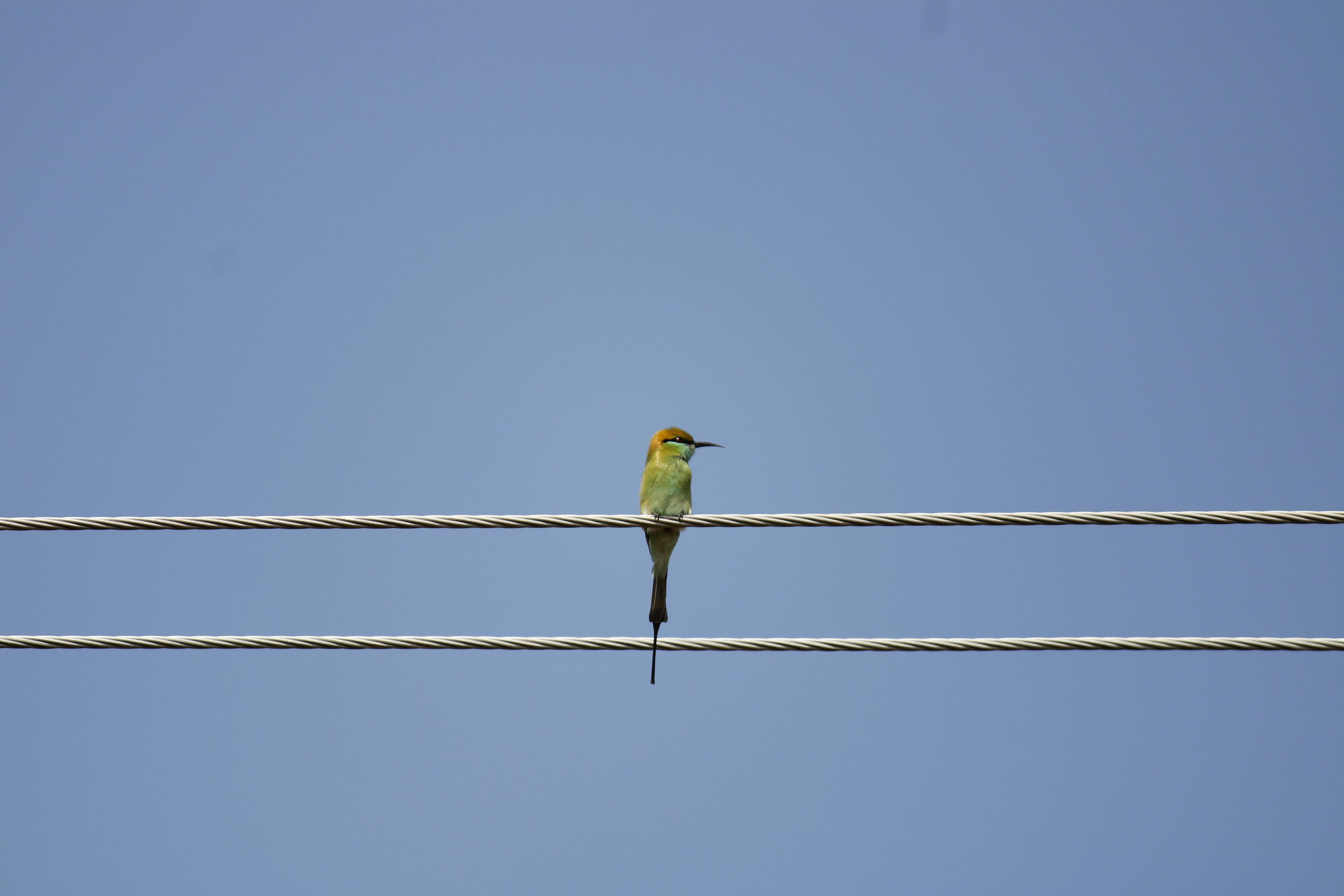 Rope Background Photos, Download The BEST Free Rope Background Stock ...