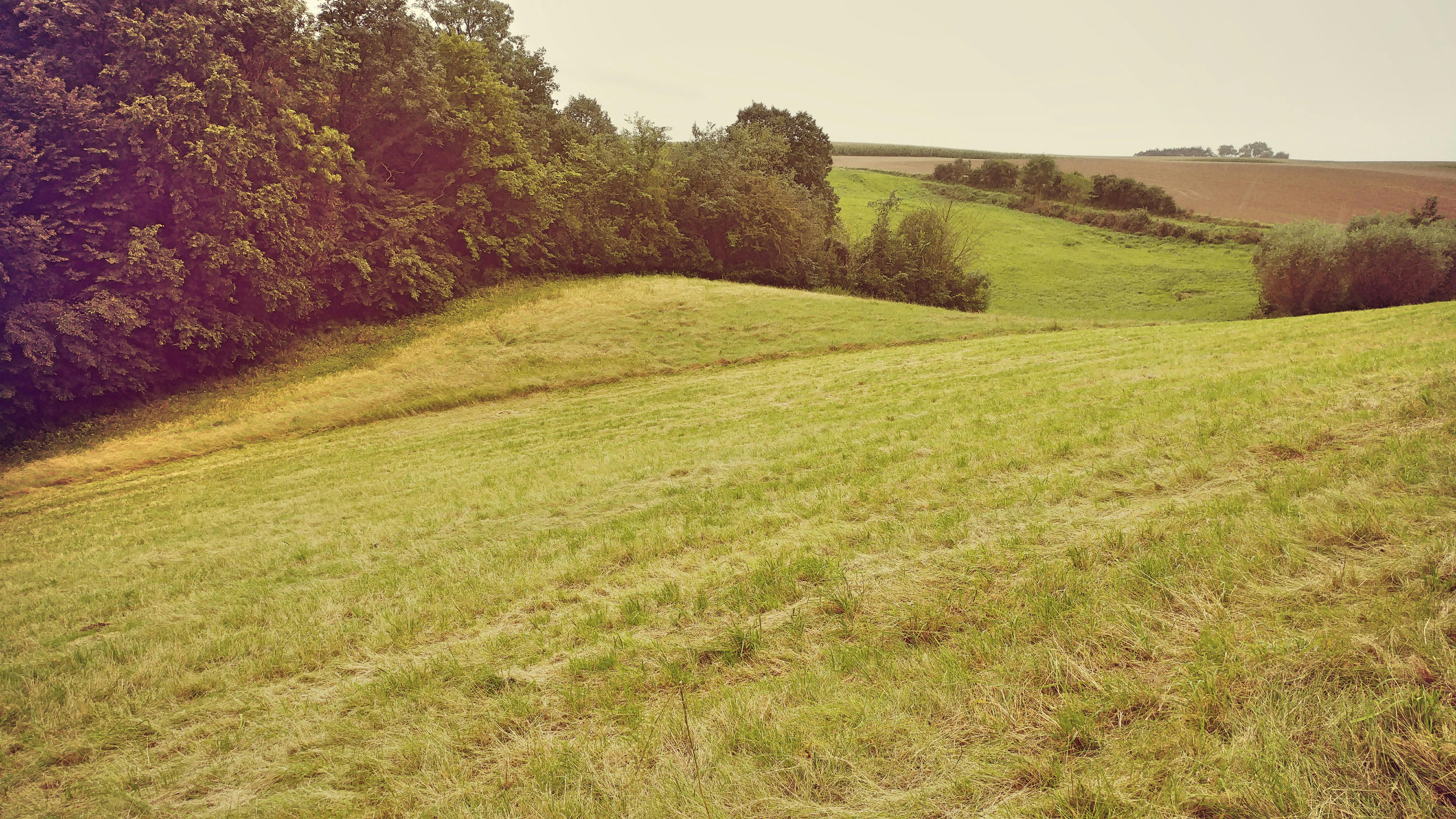 Green Trees Photo · Free Stock Photo