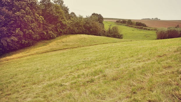 Free stock photos of bee farm · Pexels