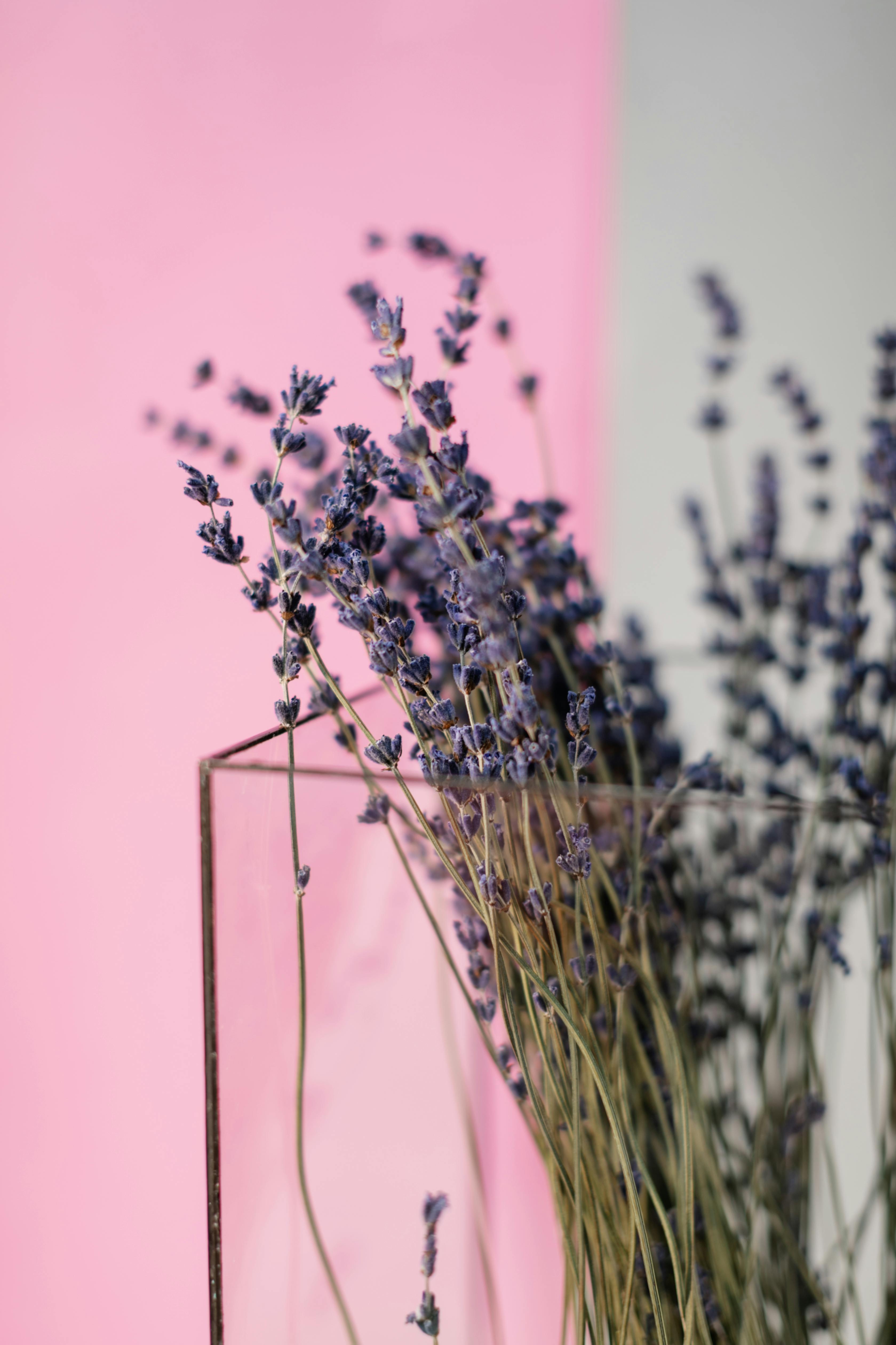 Purple Flowers Inside a Glass Container · Free Stock Photo