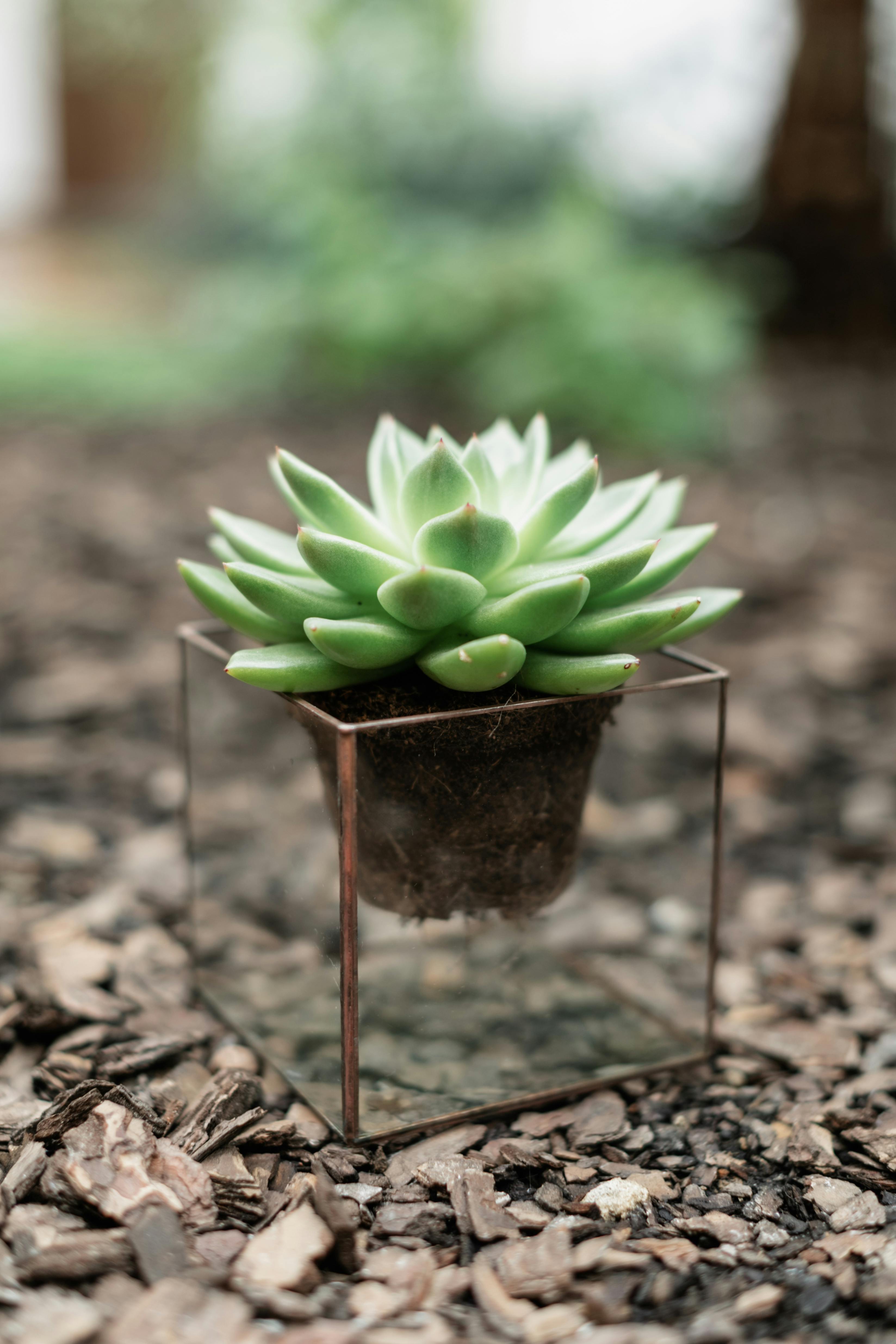 Potted Plant on a Ceramic Pot · Free Stock Photo