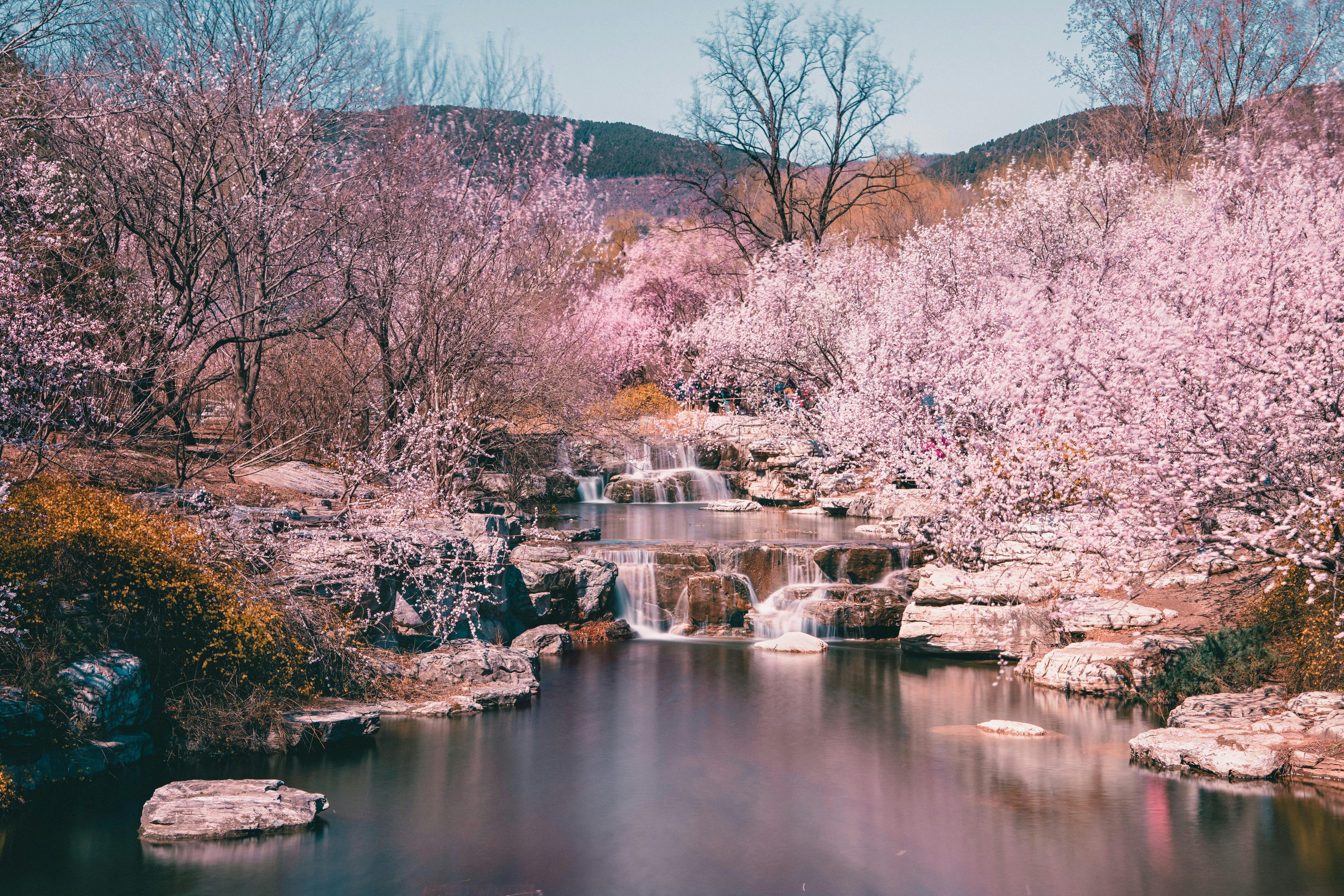 A Stream in Spring · Free Stock Photo