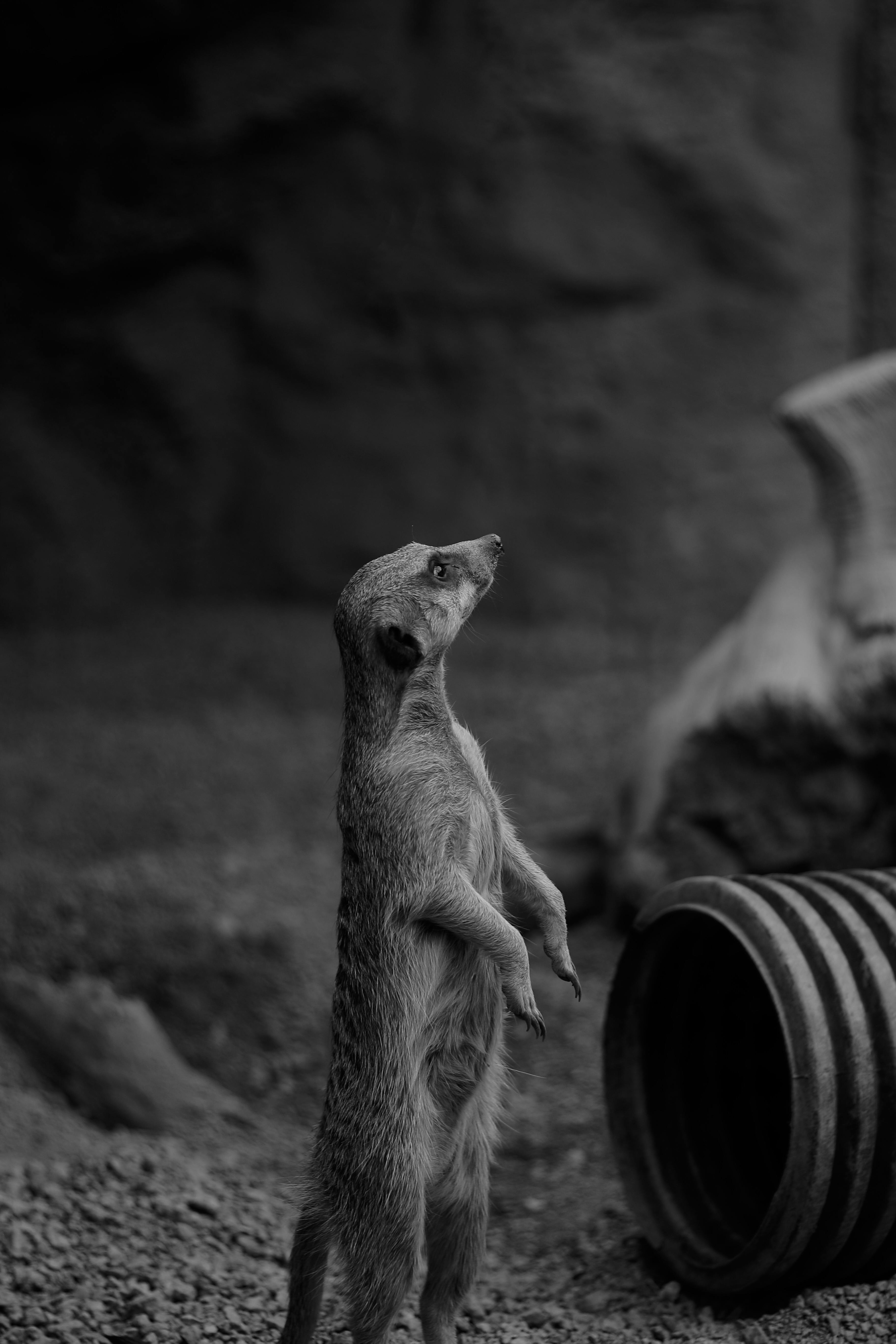 Grayscale Photo of Red Panda on Tree Branch · Free Stock Photo