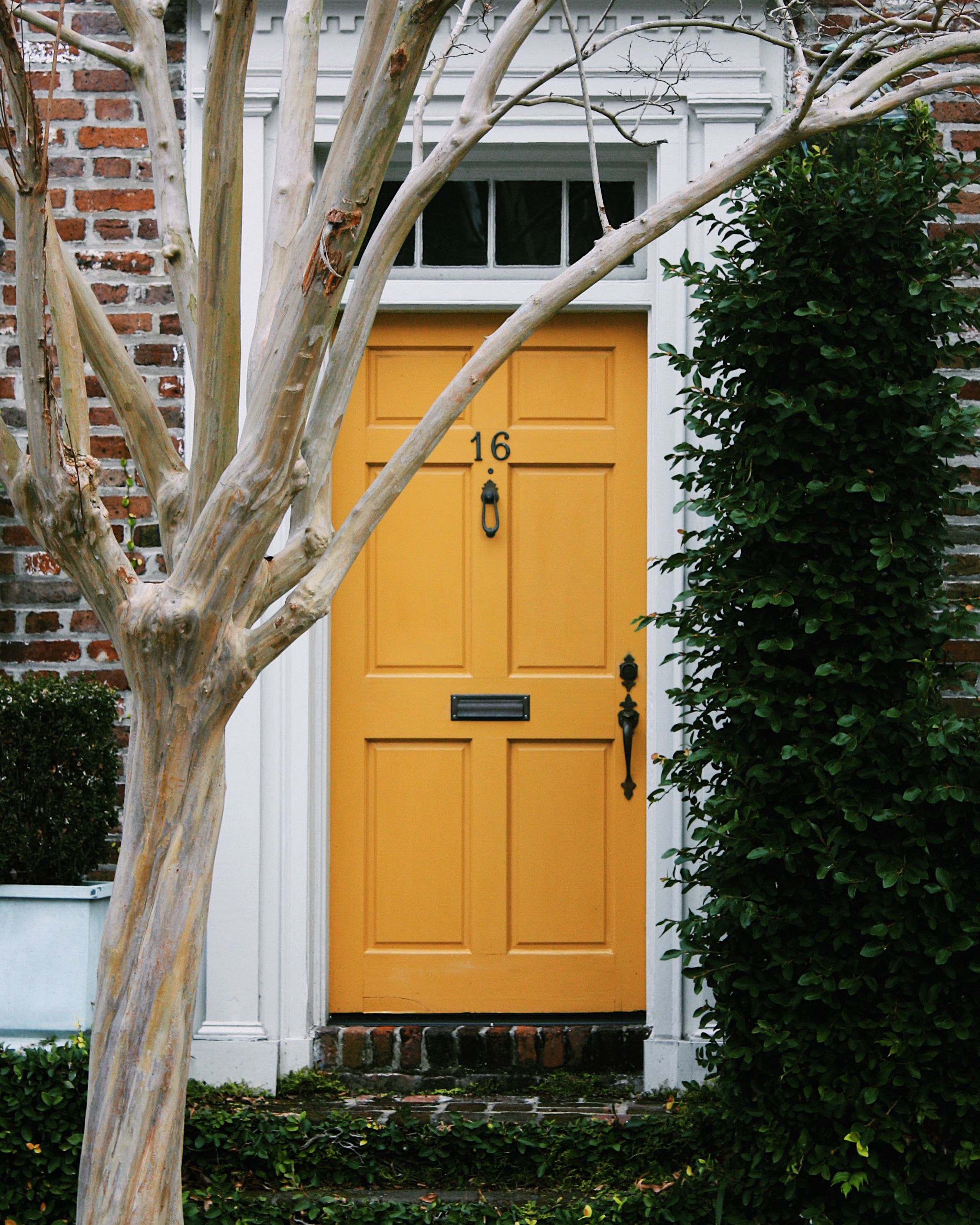 Leafless Tree Near a Yellow Door · Free Stock Photo