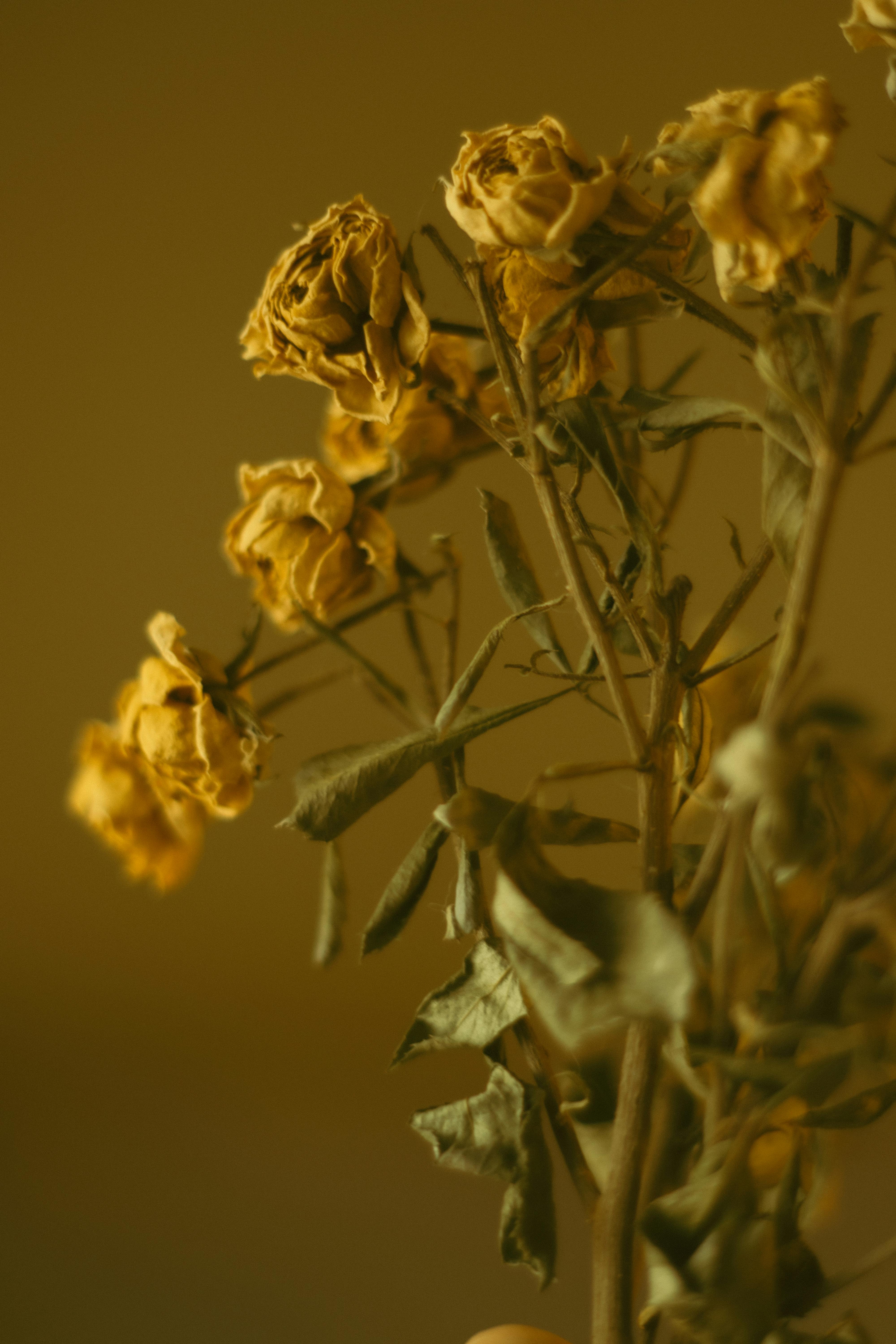 Dried Yellow Roses · Free Stock Photo
