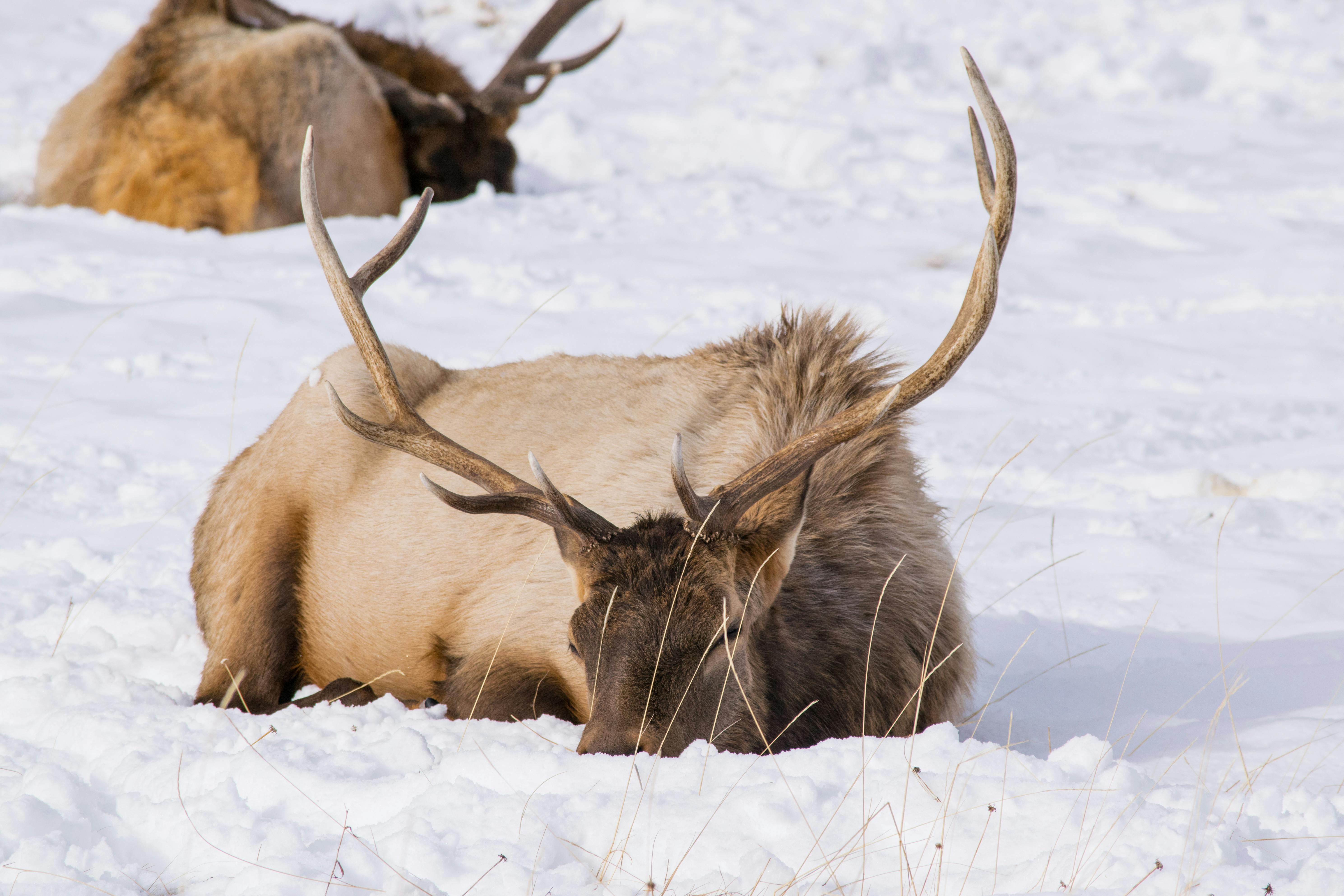 Brown Deer on Snow Covered Ground · Free Stock Photo