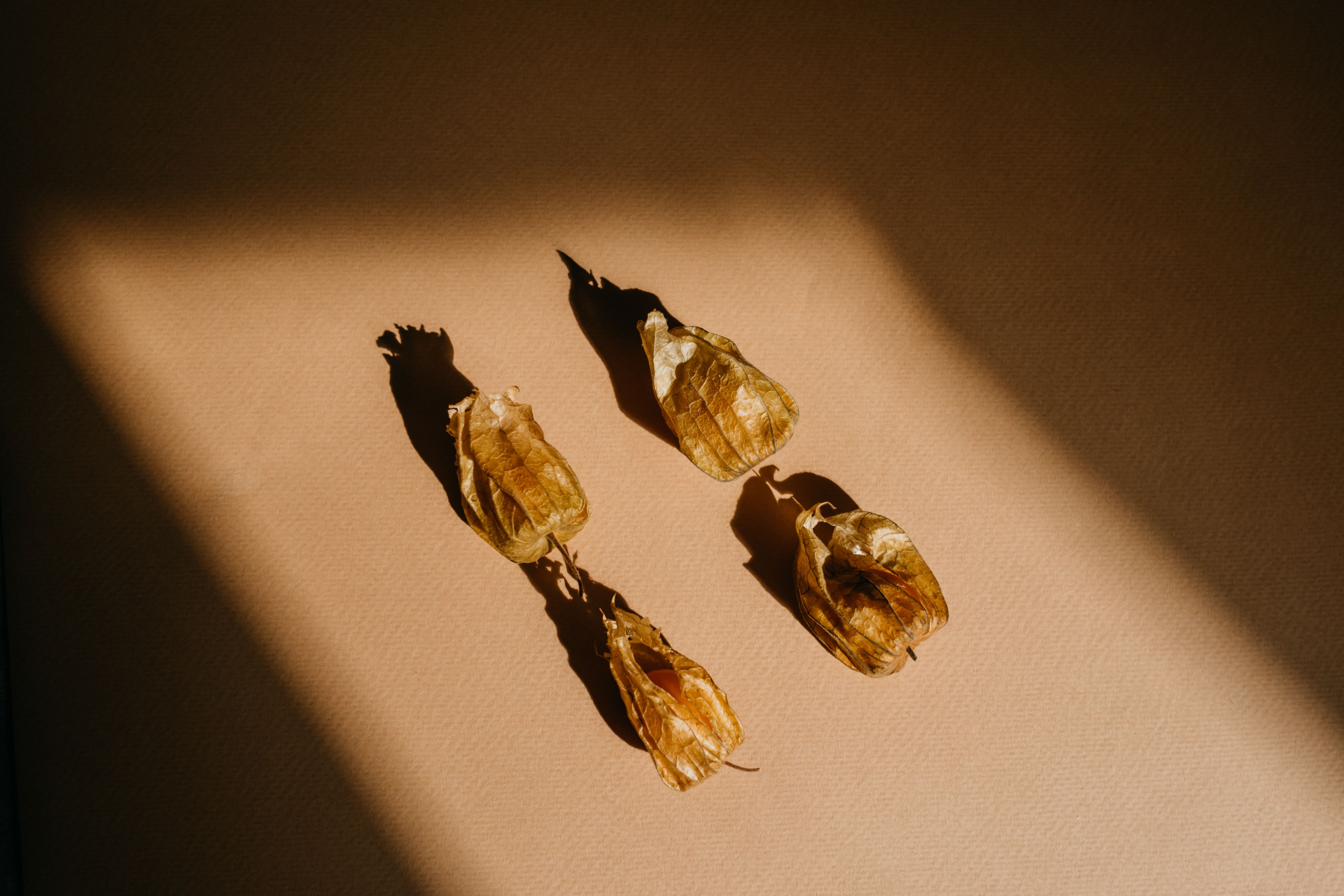 Dry Calyces of Physalis Fruits Cast with Light · Free Stock Photo