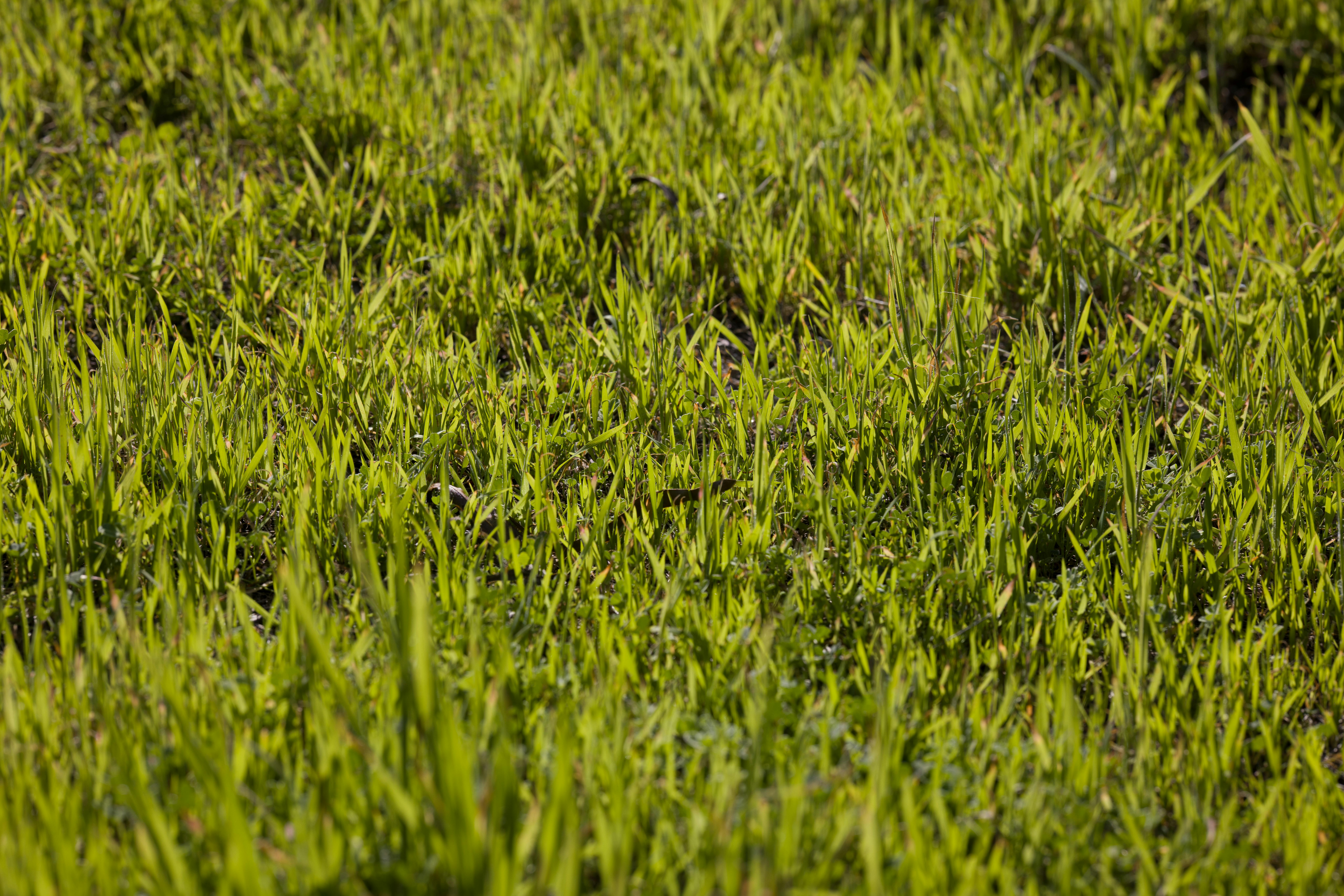 Unmowed Lawns Photos, Download The BEST Free Unmowed Lawns Stock Photos ...