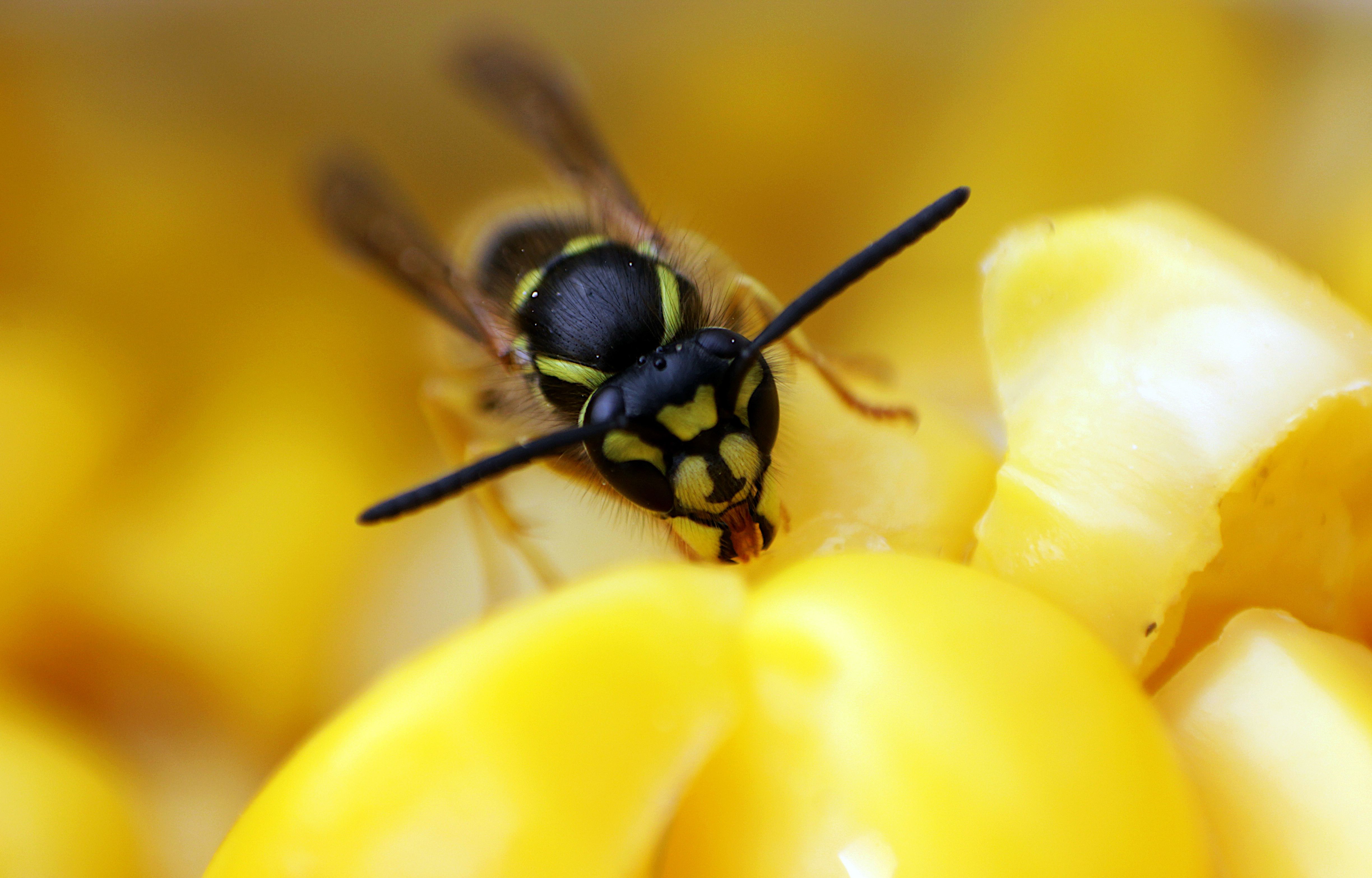 Abeja Negra Y Amarilla Sobre Superficie Blanca · Foto de stock gratuita