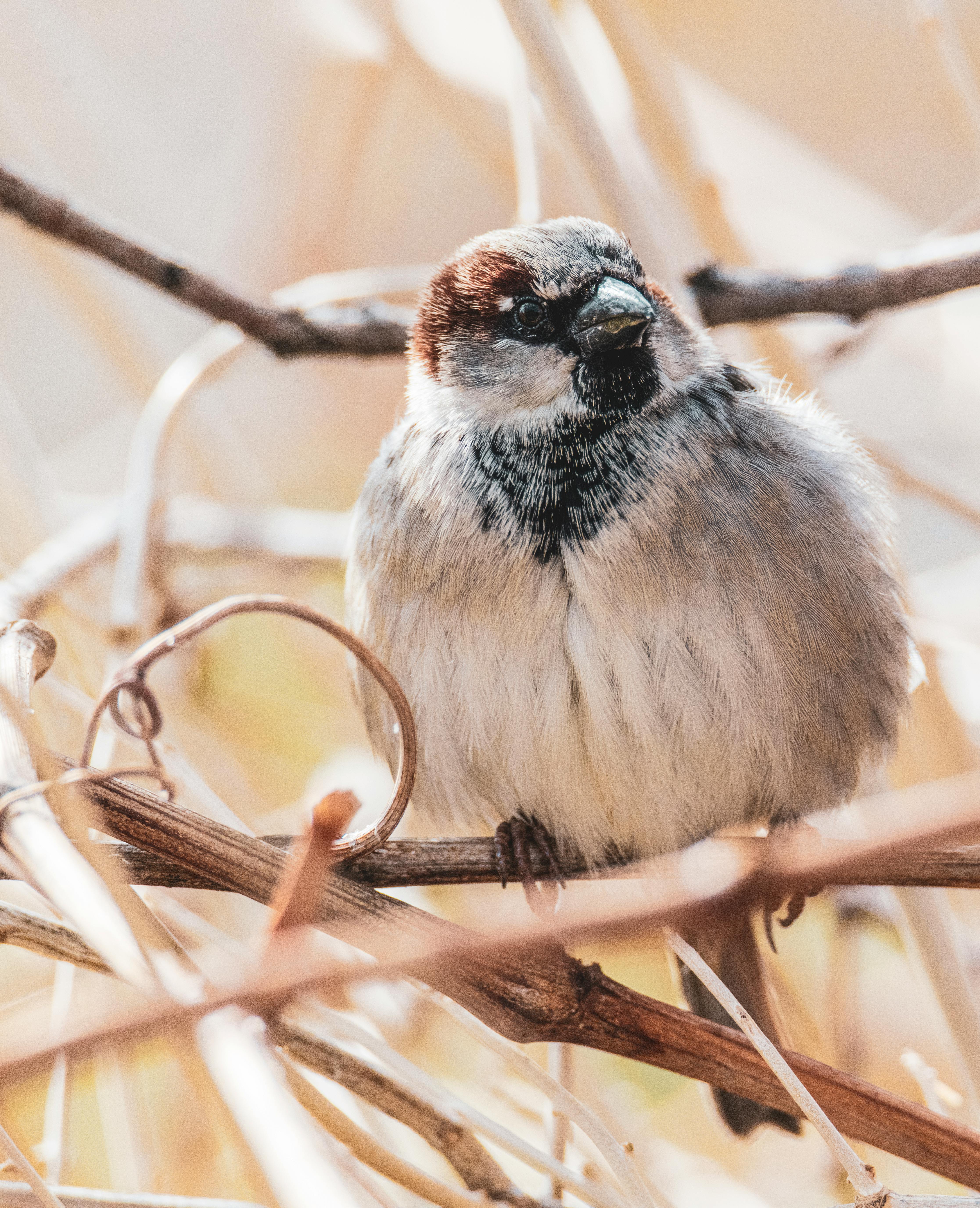 Puffy Bird Photos, Download The BEST Free Puffy Bird Stock Photos & HD ...