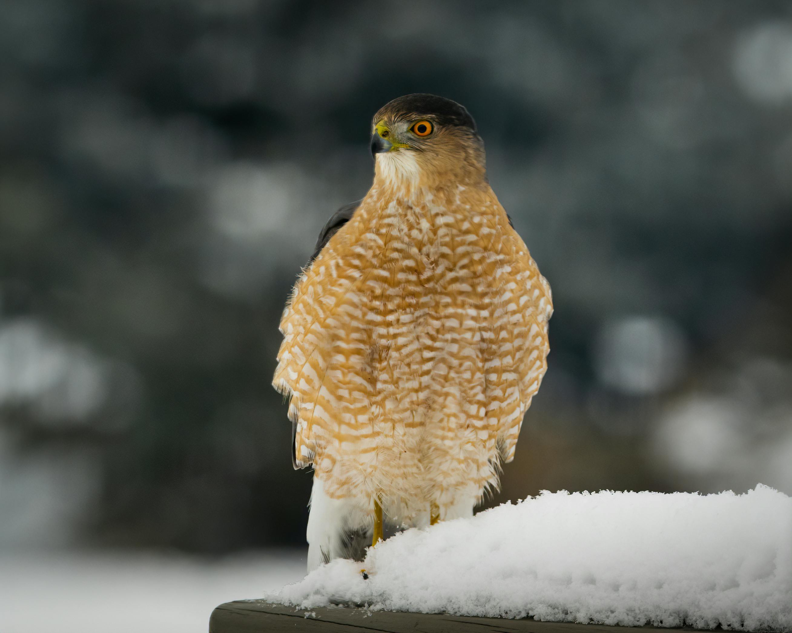 Close-up of Hawk on Snow · Free Stock Photo