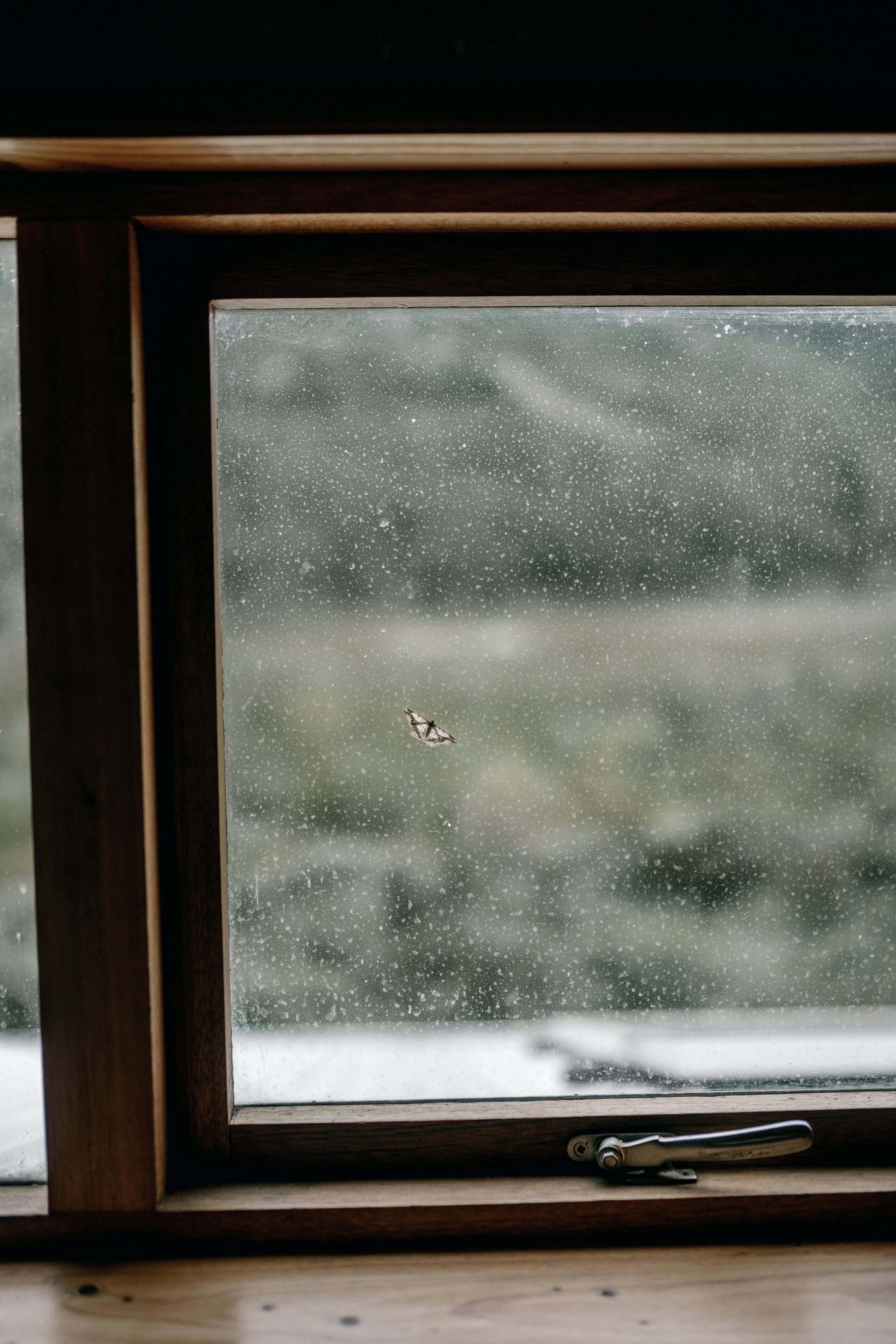 Photo of an Insect on a Window · Free Stock Photo