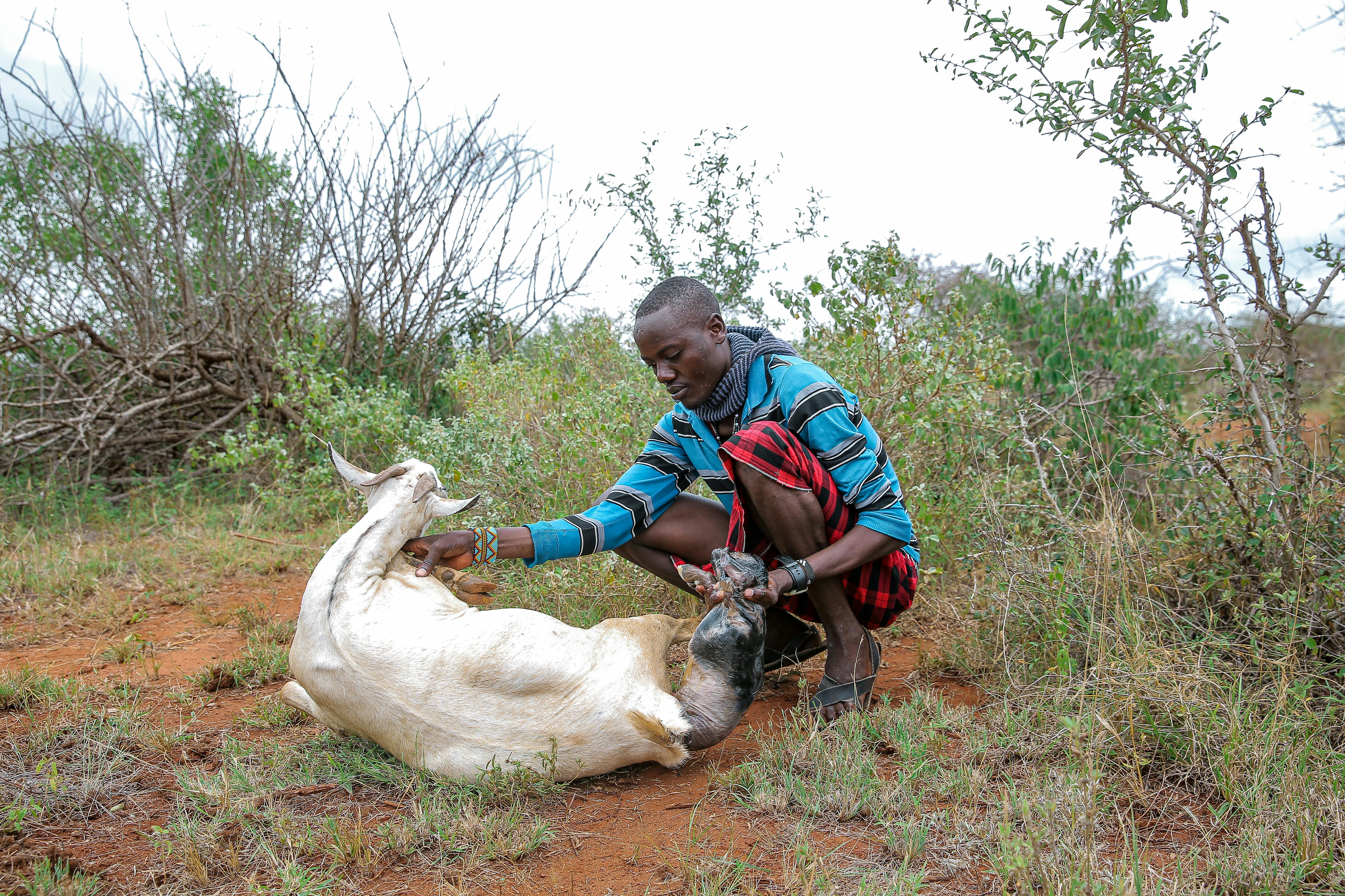 Man with Animal in Nature · Free Stock Photo