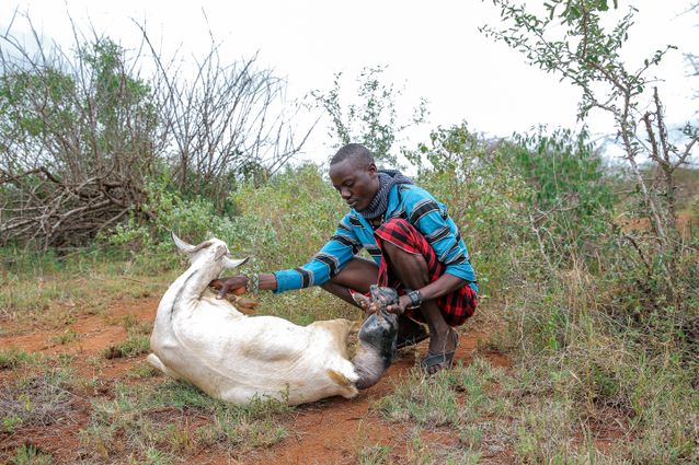 Stop Cruelty Towards Animals: Understanding and Acting Now