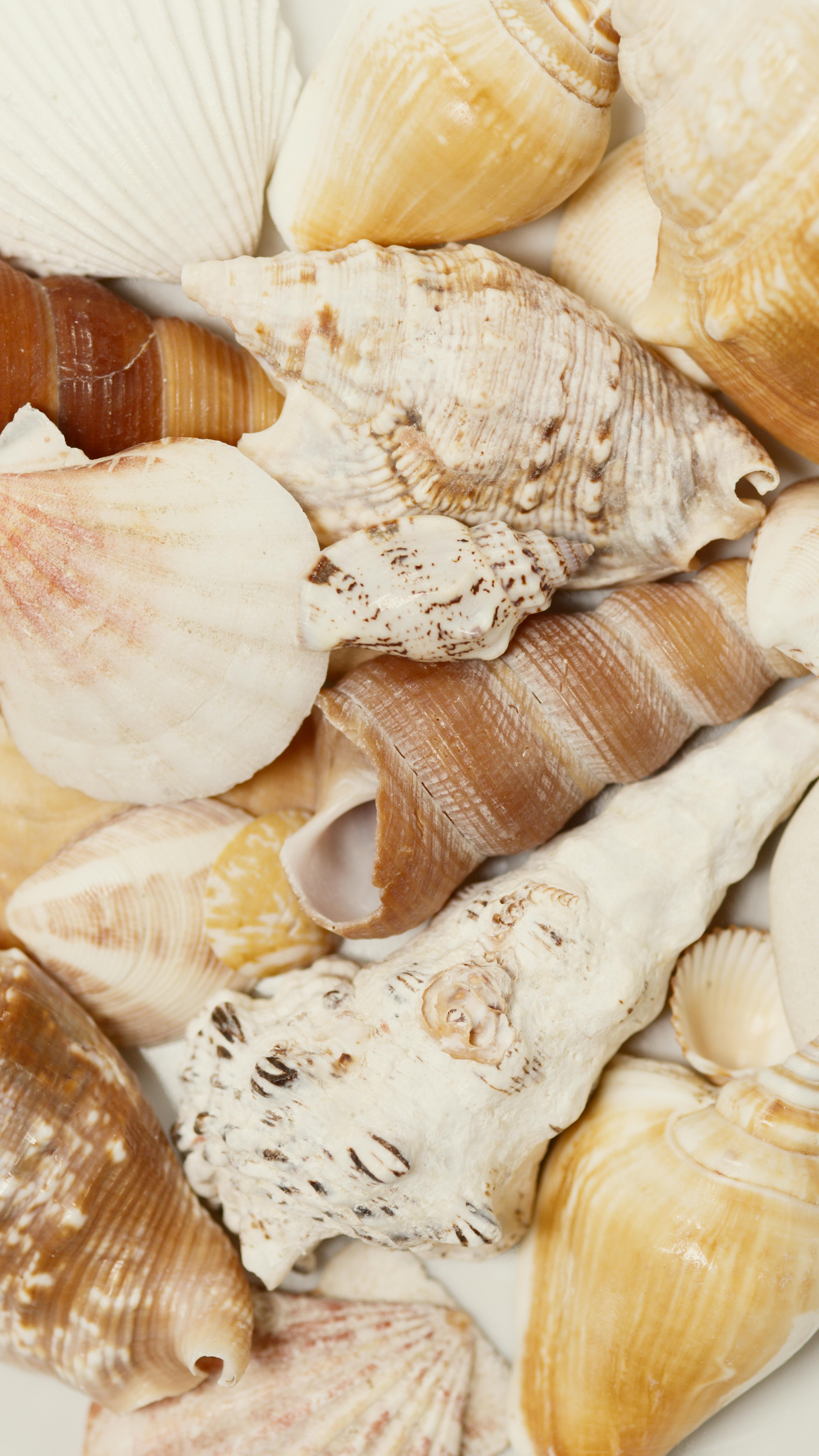 600+ Best Seashells Photos · 100% Free Download · Pexels Stock Photos