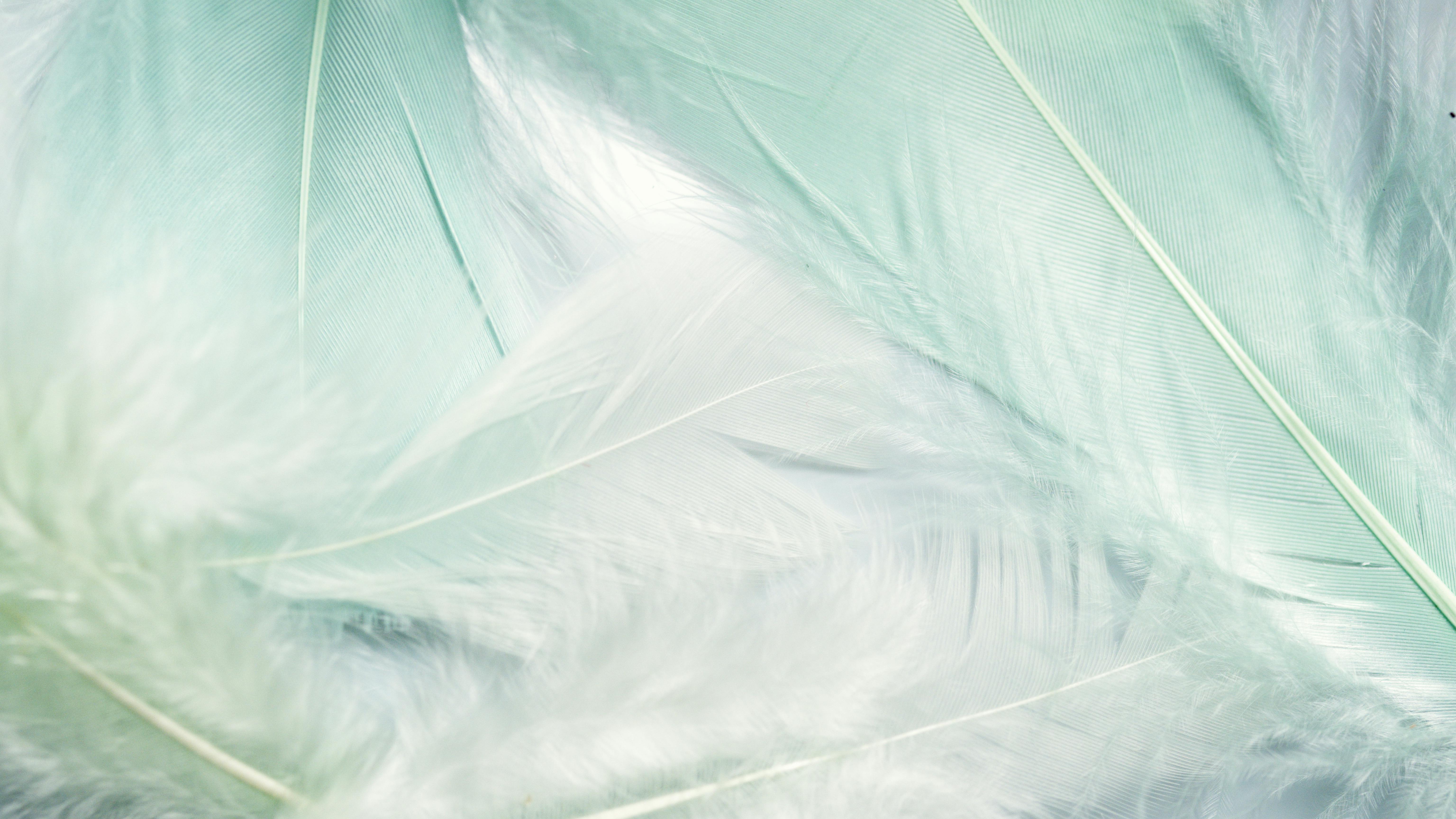 Feather Overlay Photos, Download The BEST Free Feather Overlay Stock ...